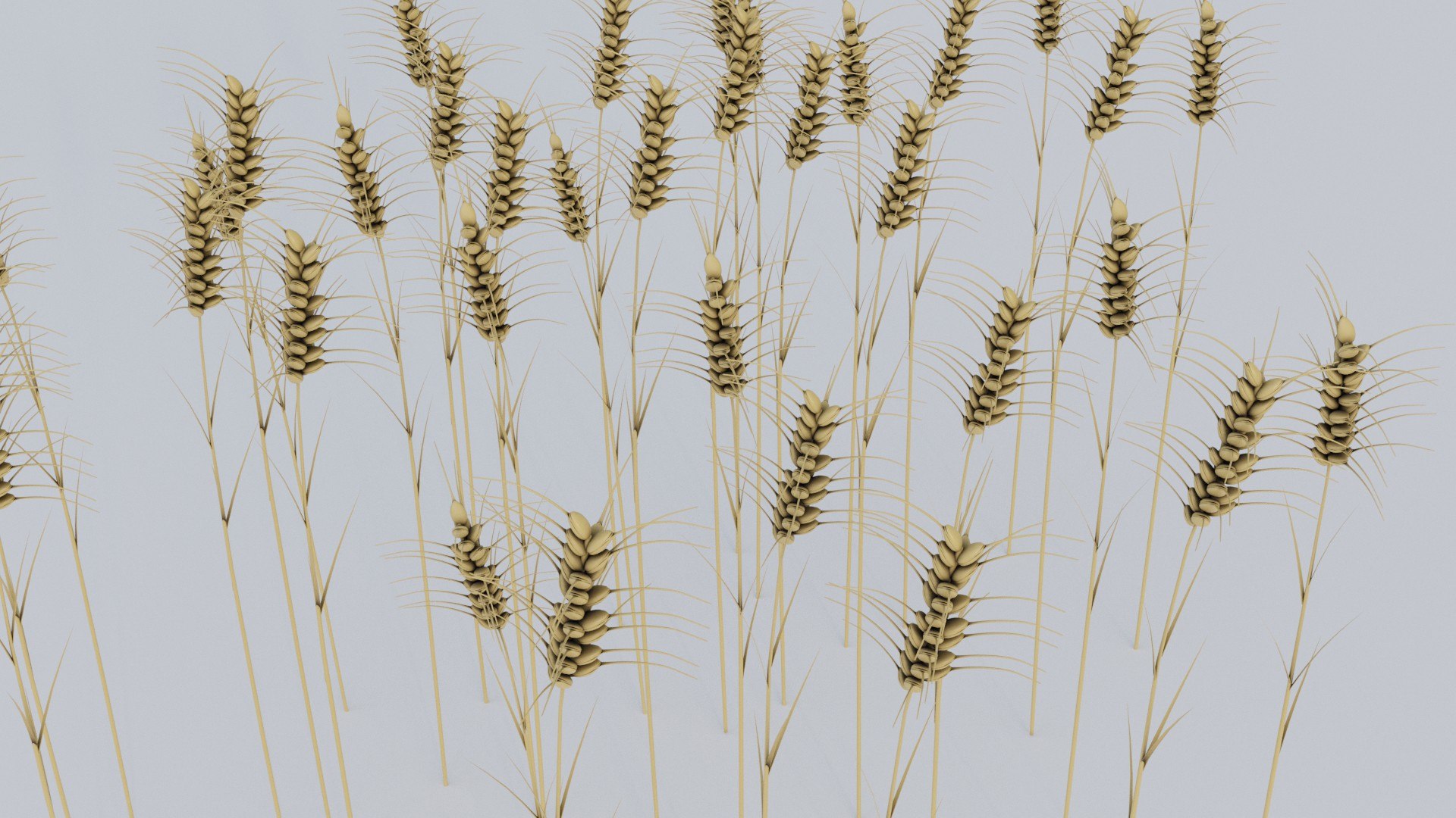 3D Wheat - TurboSquid 1960596
