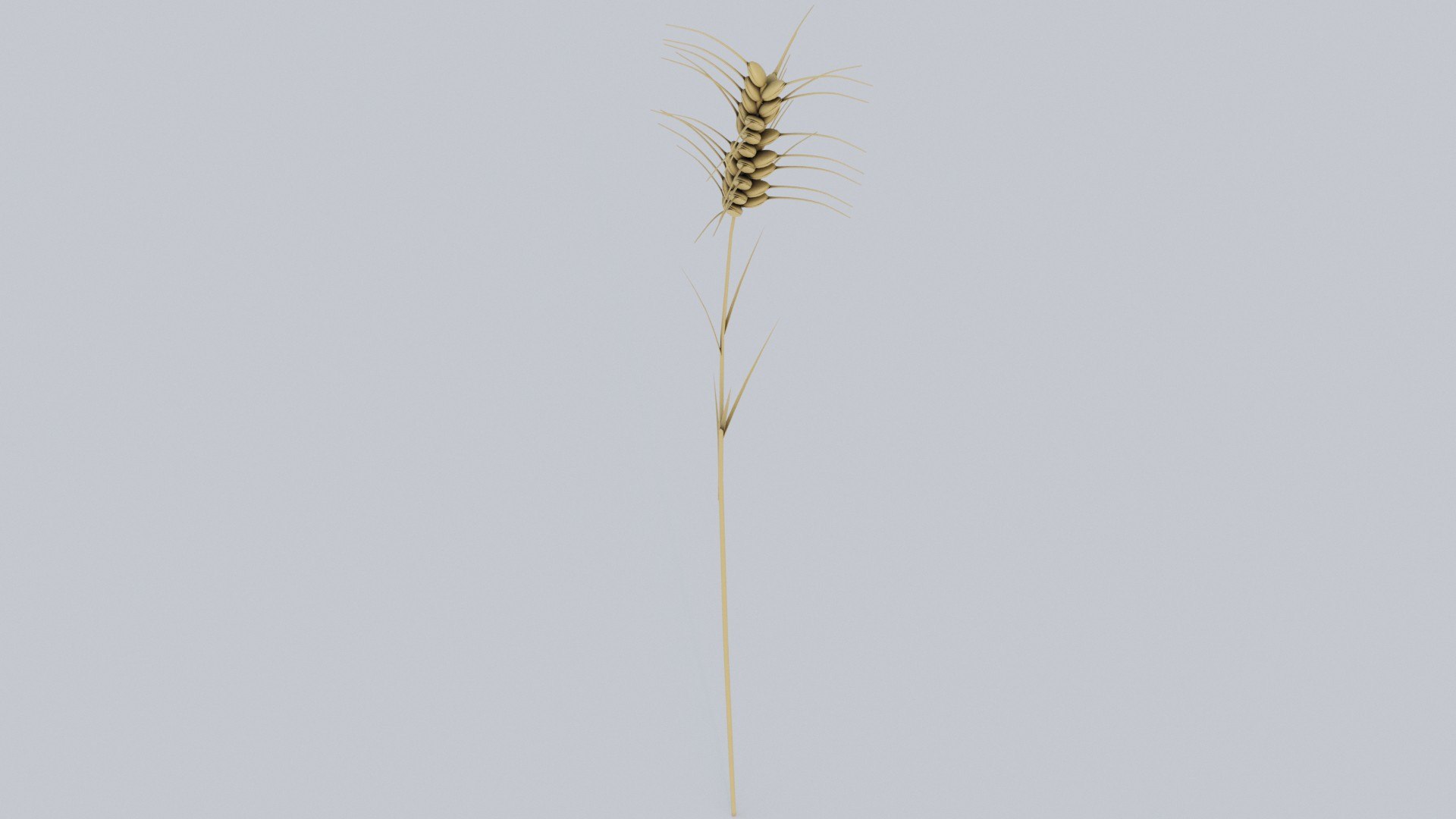 3D Wheat - TurboSquid 1960596