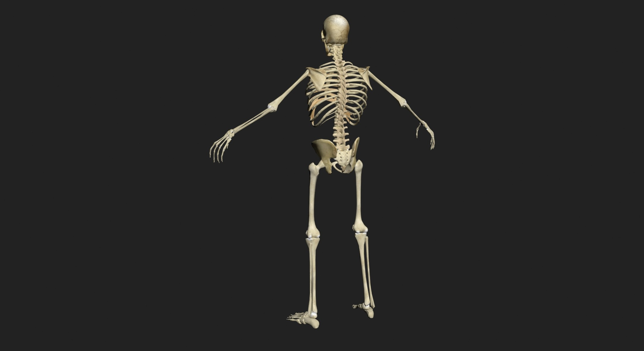 african american skeleton bone 3d model