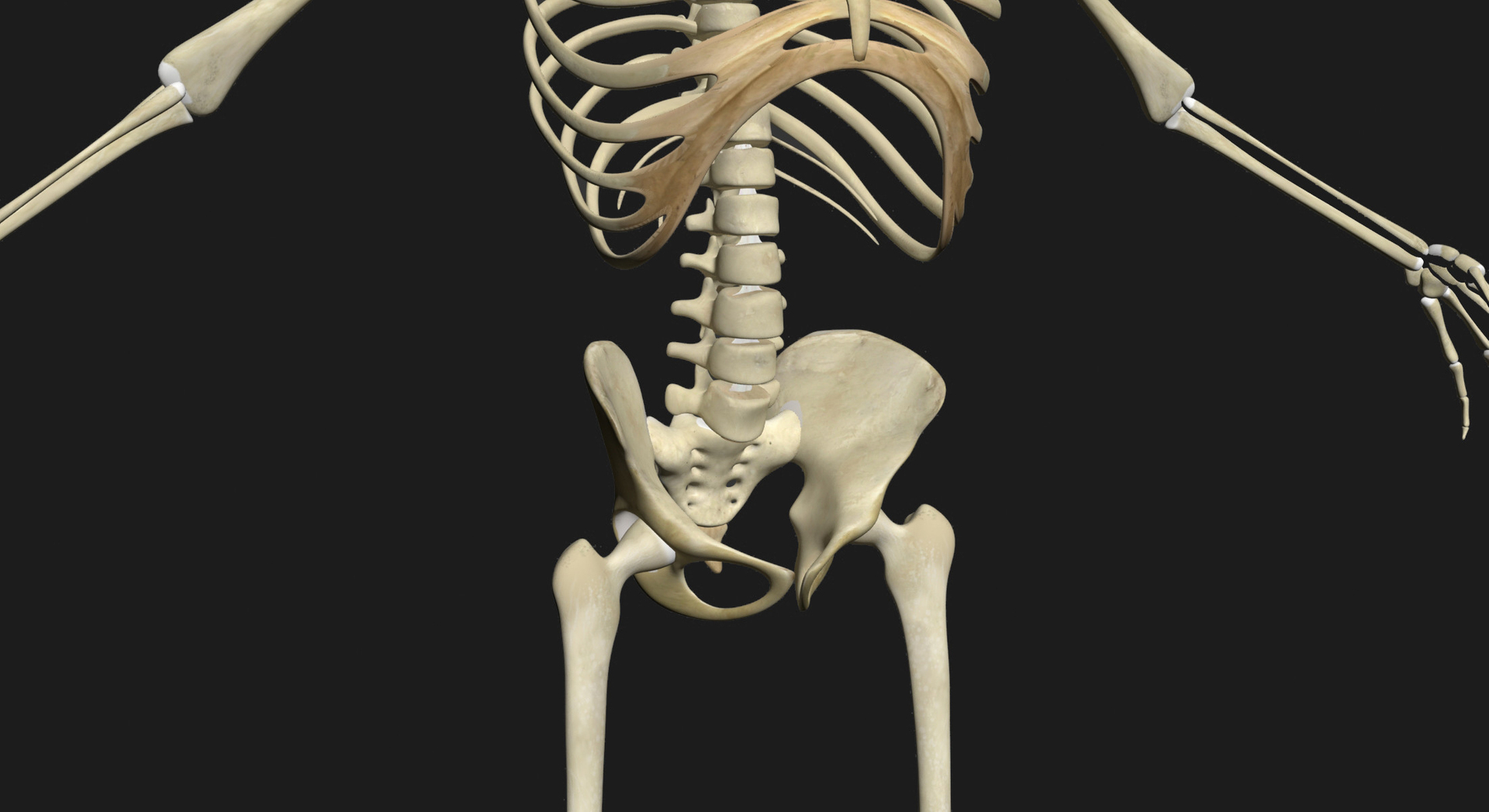 african american skeleton bone 3d model