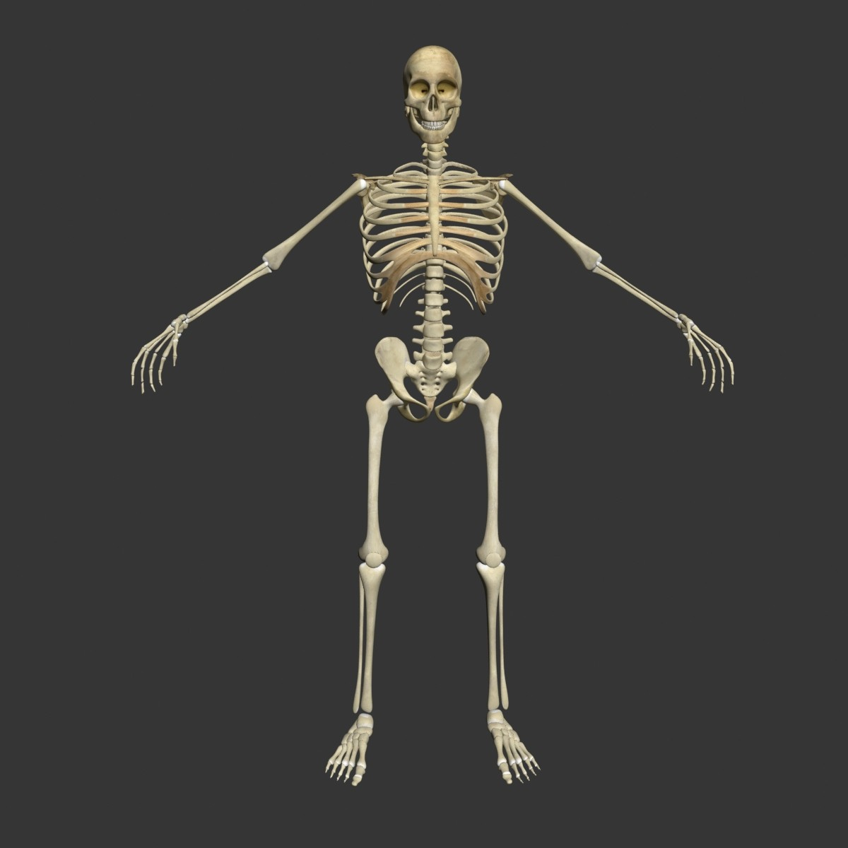 african american skeleton bone 3d model