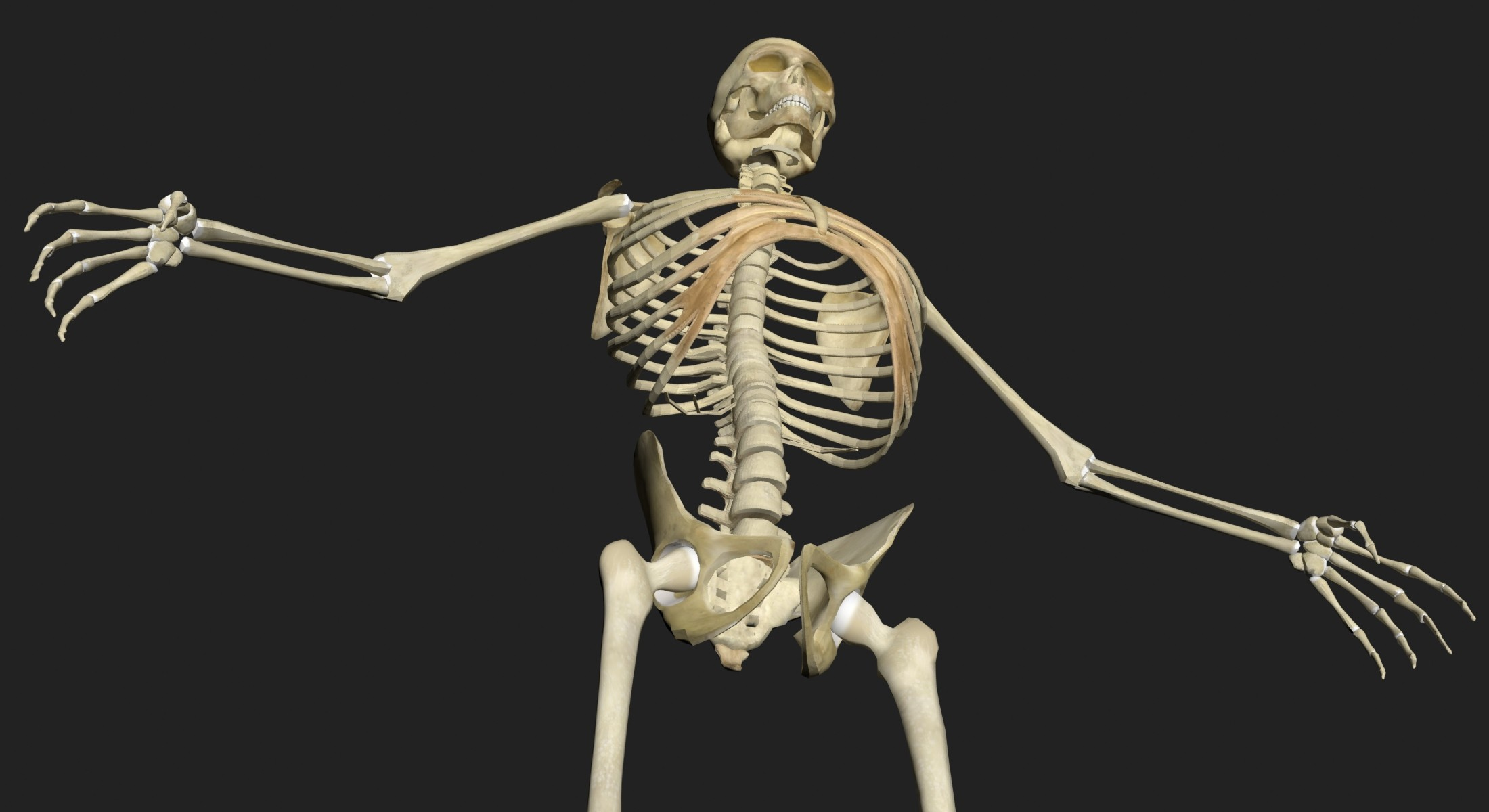 african american skeleton bone 3d model