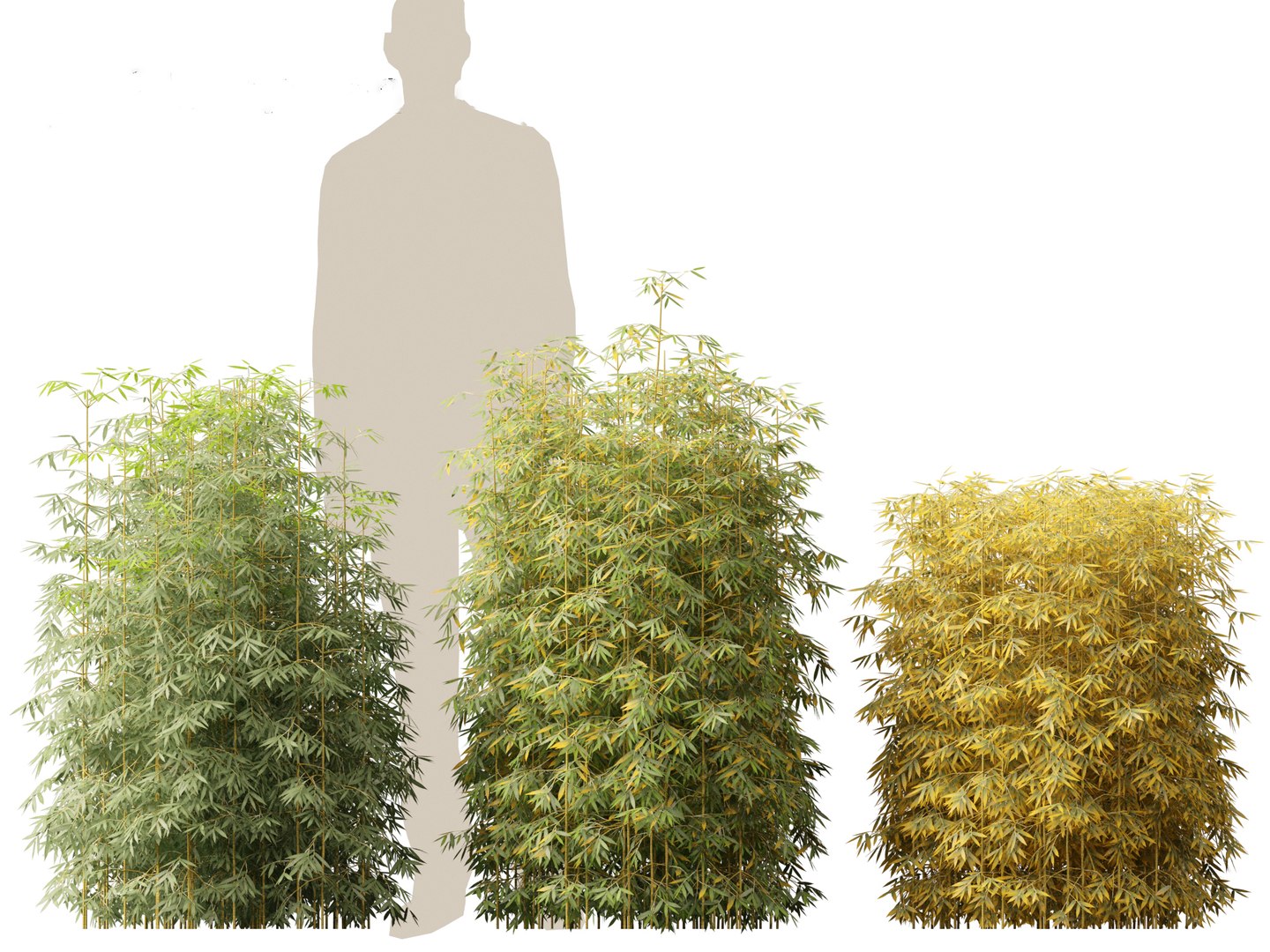 Bambusa Multiplex Fernleaf - Fernleaf Bamboo 01 3D Model - TurboSquid ...