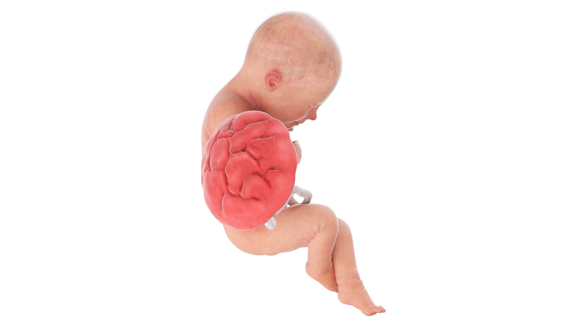 3D Fetus Anatomy Week 32 Animated Model - TurboSquid 1797934
