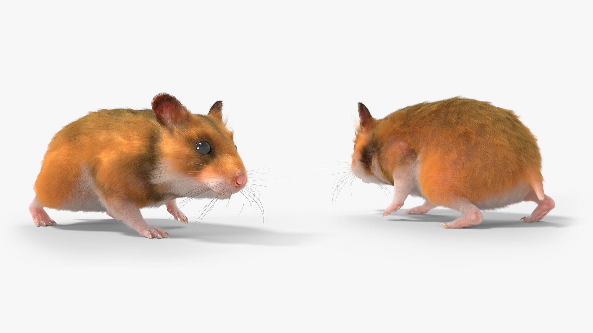 modèle 3D de Hamster de compagnie, rongeur marchant, fourrure animée ...