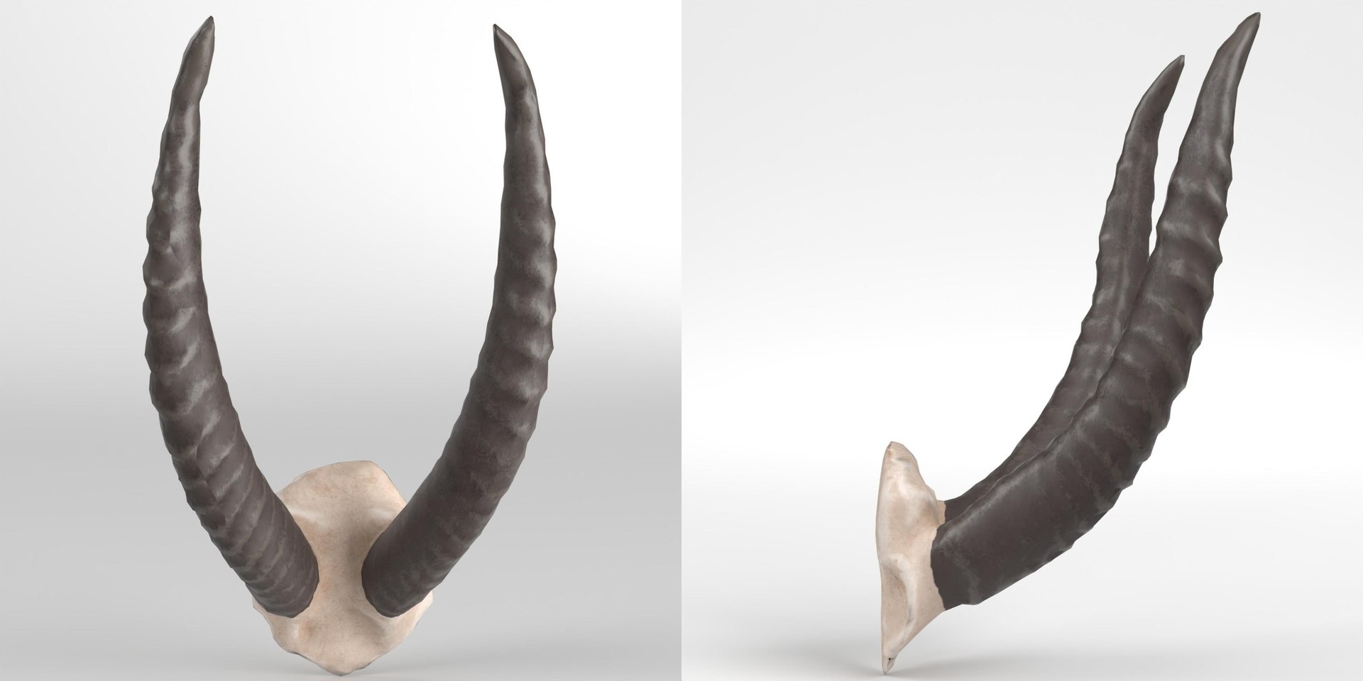 Stylized Animal Horns Model - TurboSquid 2365754