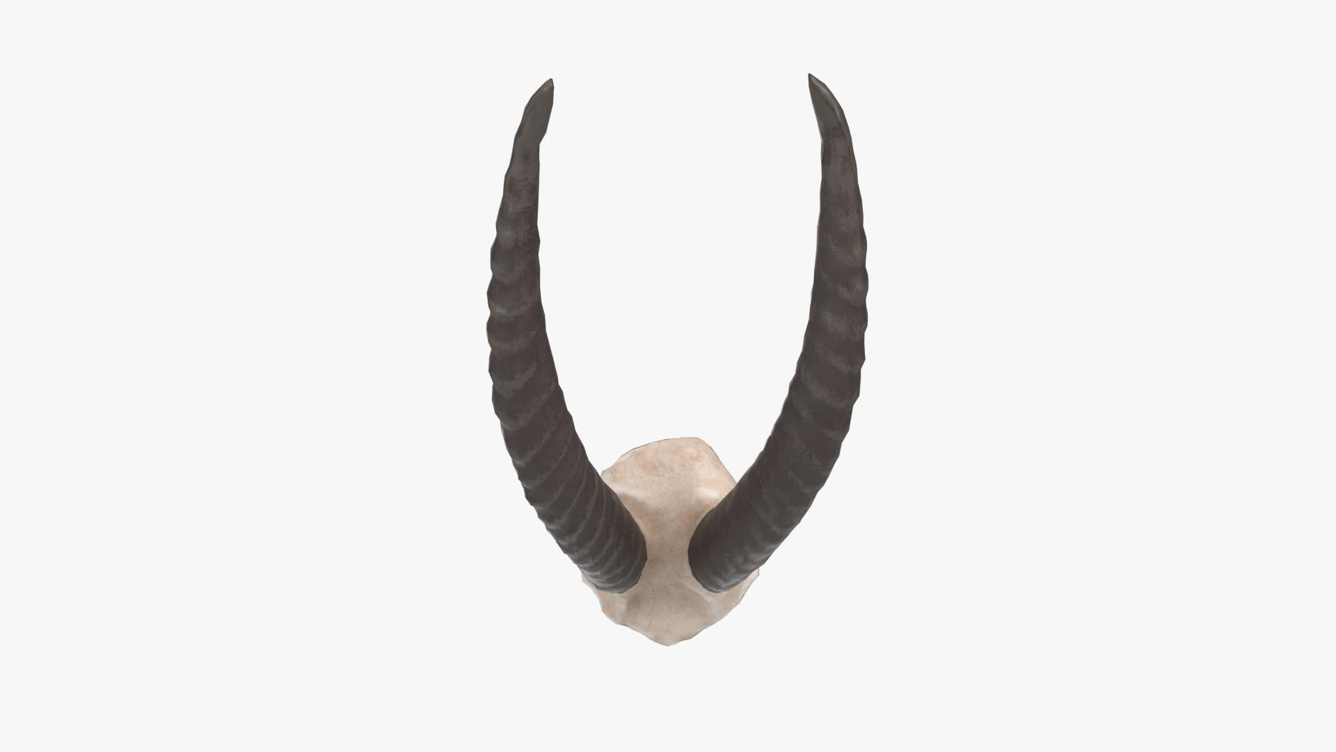 Stylized Animal Horns Model - TurboSquid 2365754