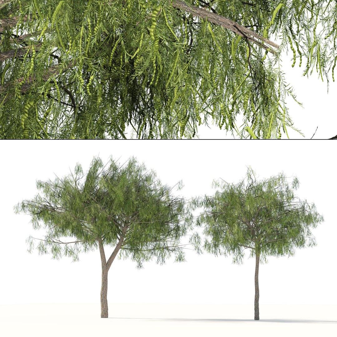 3D Low Poly Arabian Ghaf Trees Of Emirates - TurboSquid 2102769