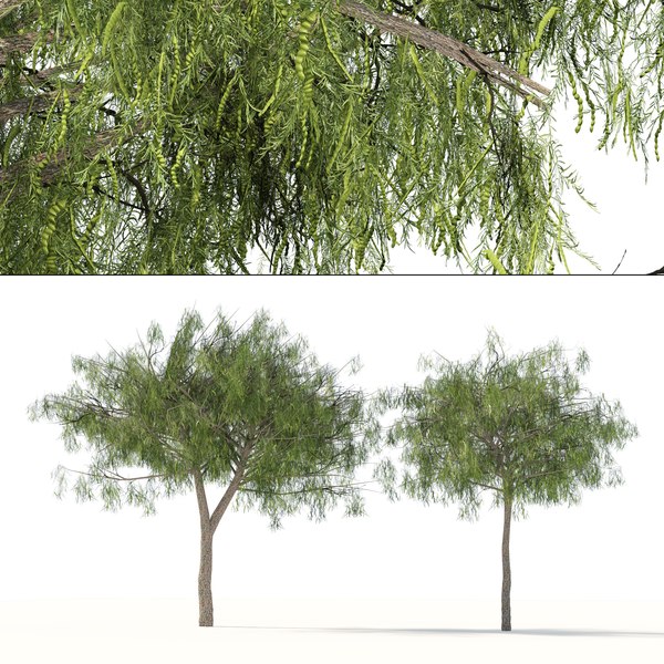 low poly Arabian ghaf trees of Emirates 3D 모델 - TurboSquid 2102769