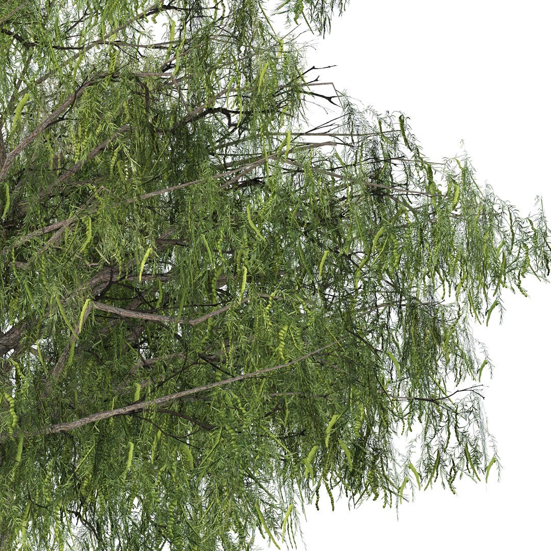 3D Low Poly Arabian Ghaf Trees Of Emirates - TurboSquid 2102769