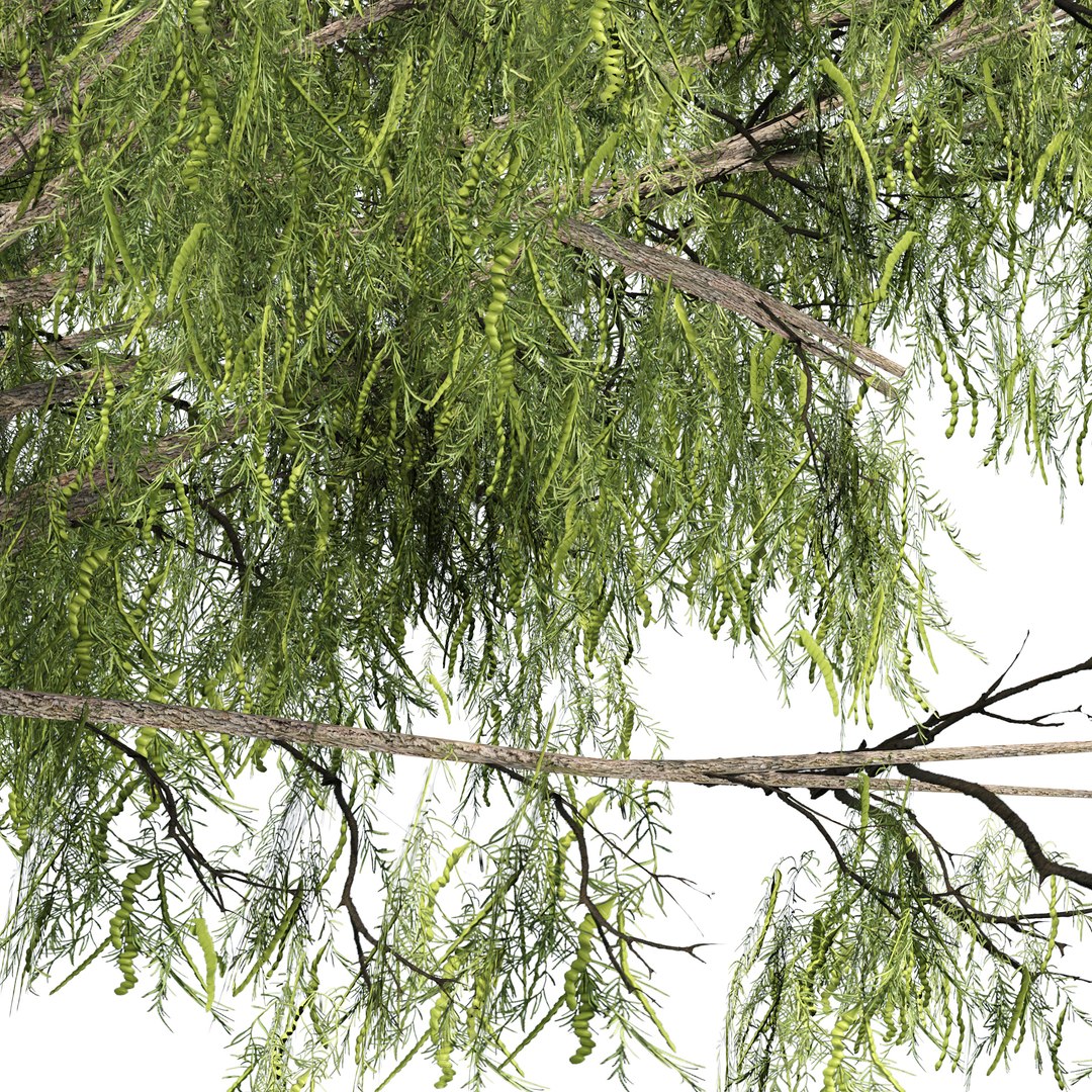 3D Low Poly Arabian Ghaf Trees Of Emirates - TurboSquid 2102769