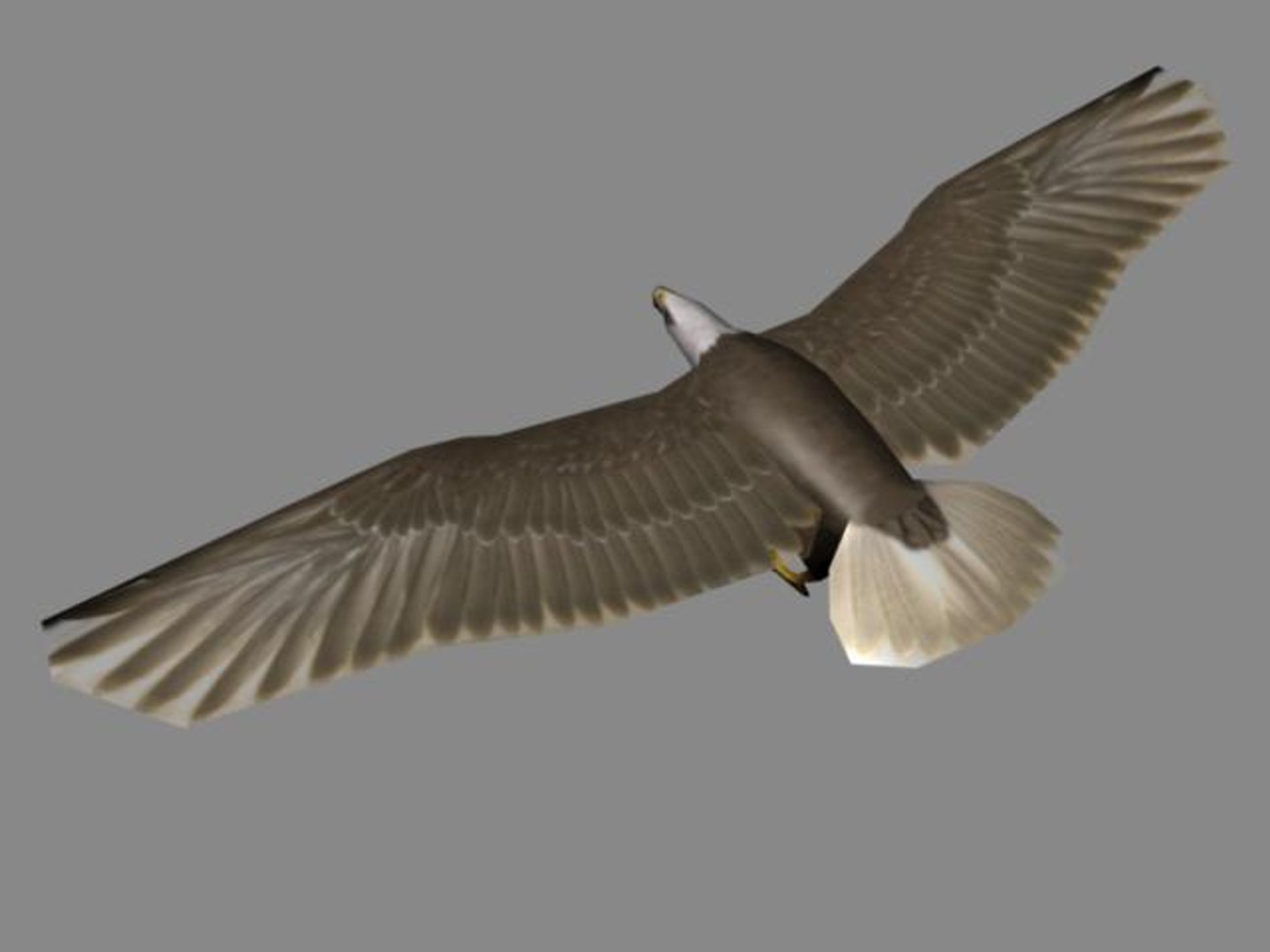 3d Model Bald Eagle