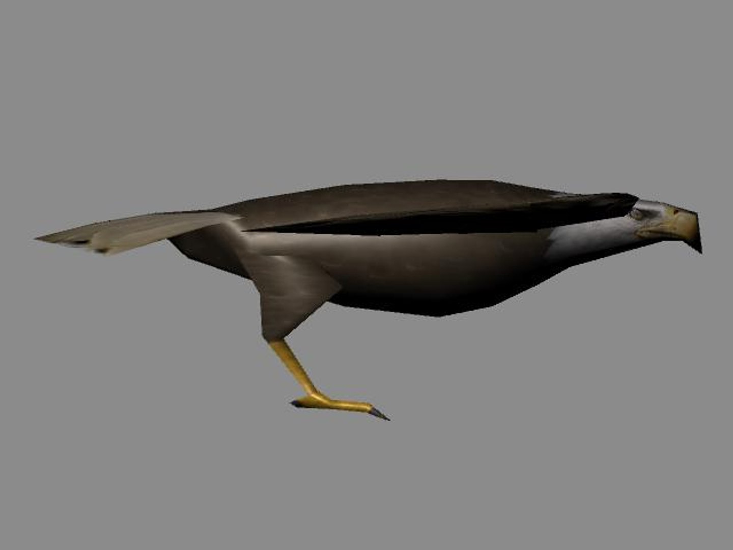 3d Model Bald Eagle