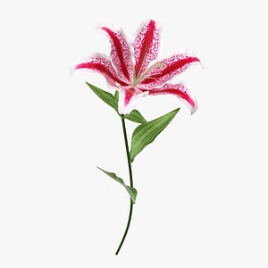 Lily 3D Models for Download | TurboSquid