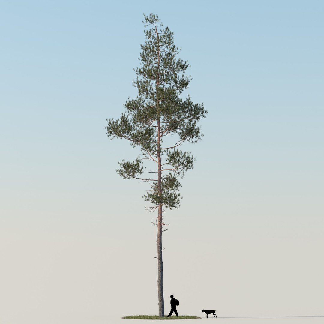realistic pine tree 3d obj