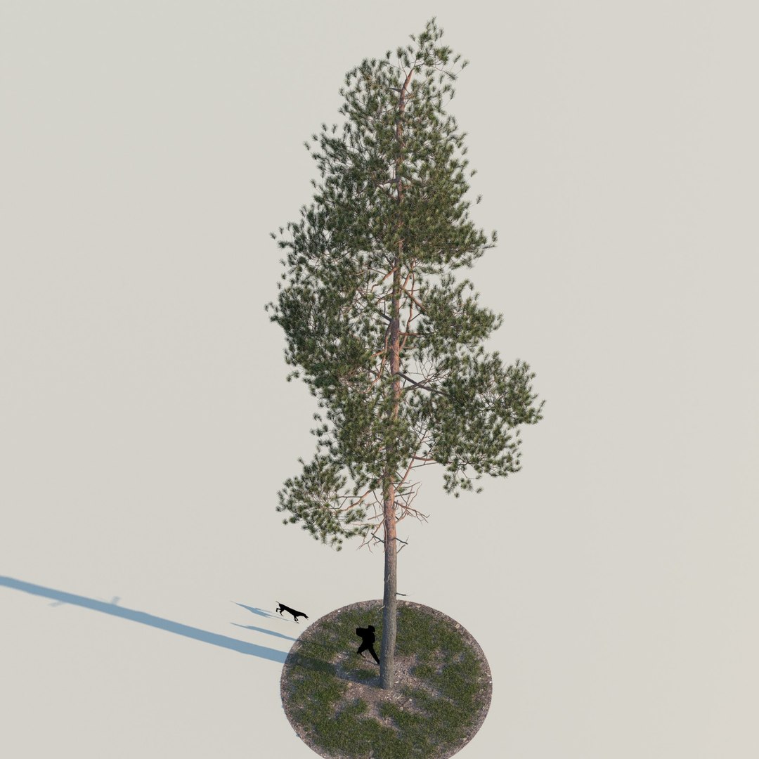 realistic pine tree 3d obj