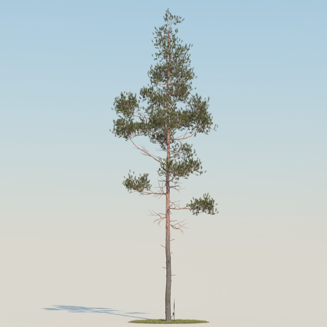 realistic pine tree 3d obj