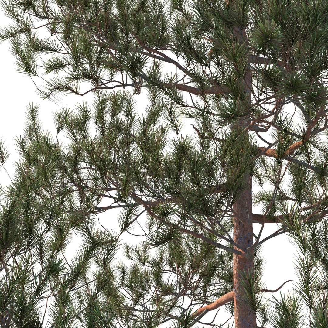 realistic pine tree 3d obj