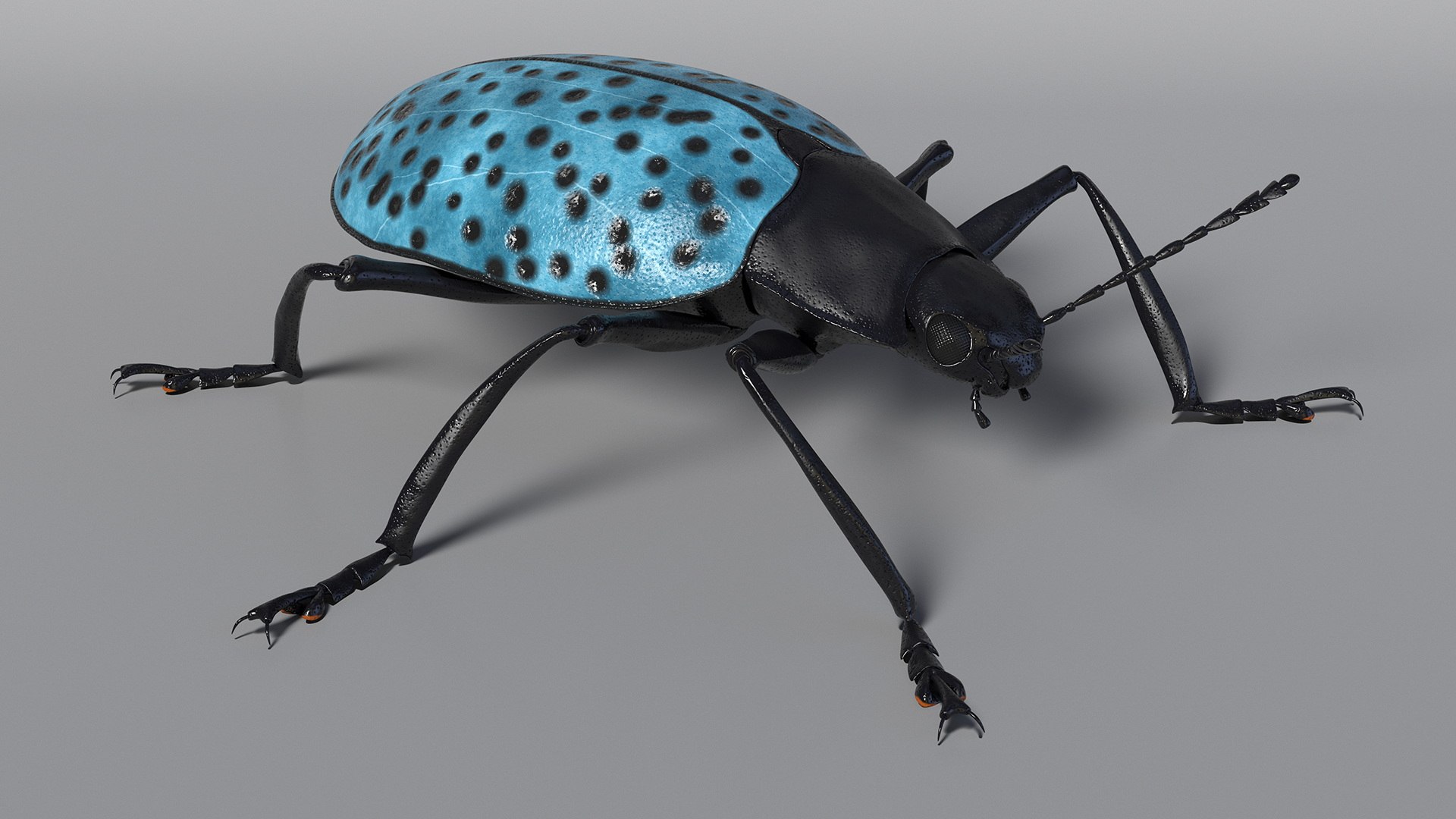 3D Blue Pleasing Fungus Beetle - TurboSquid 2296386