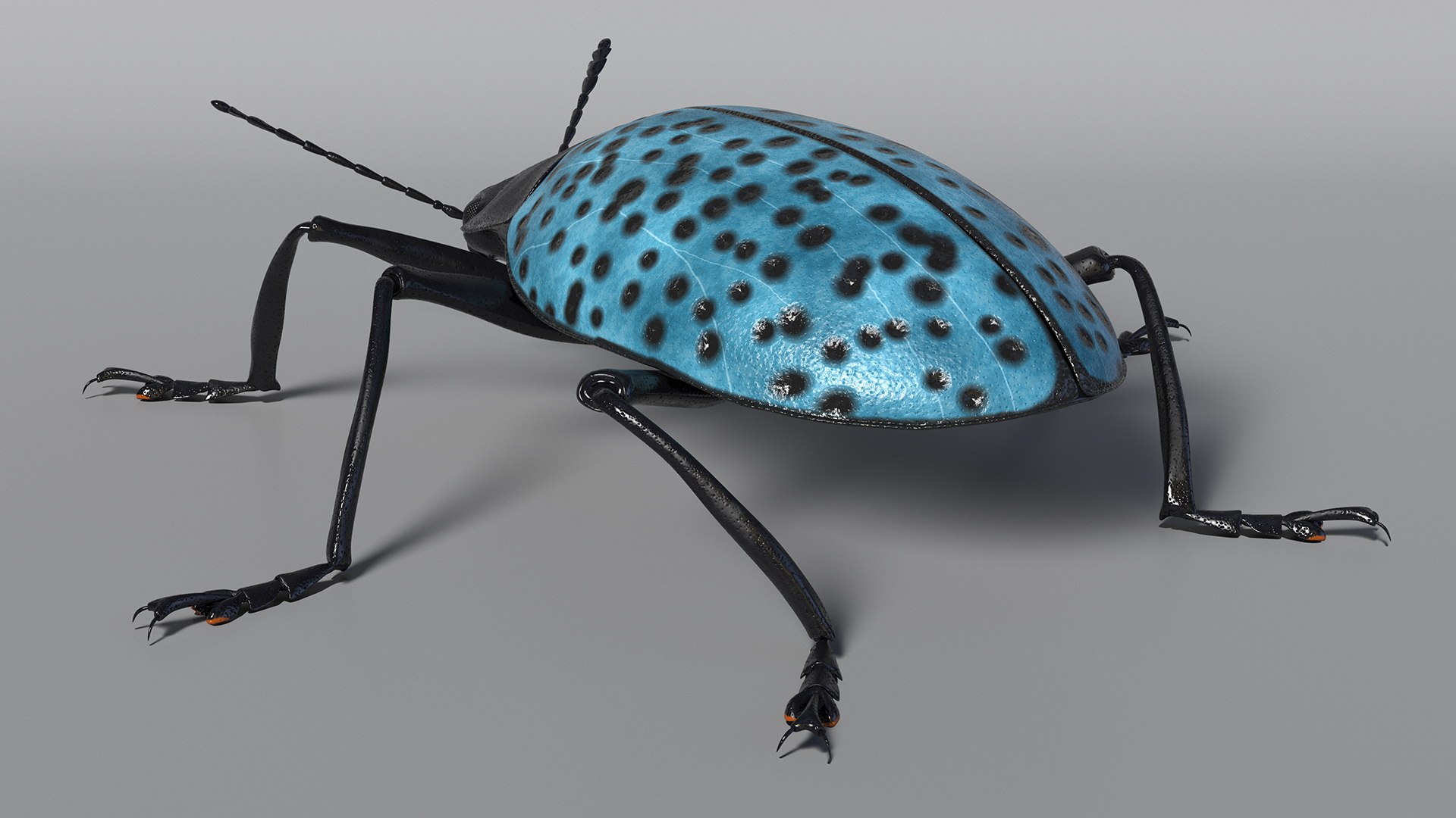 3D Blue Pleasing Fungus Beetle - TurboSquid 2296386