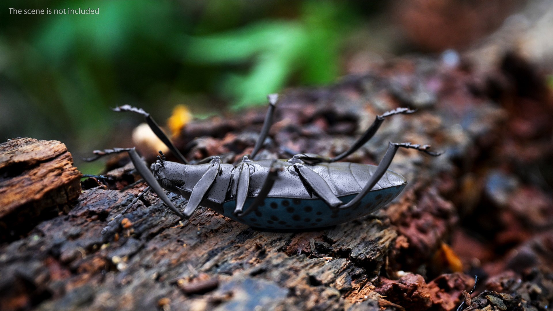 3D Blue Pleasing Fungus Beetle - TurboSquid 2296386
