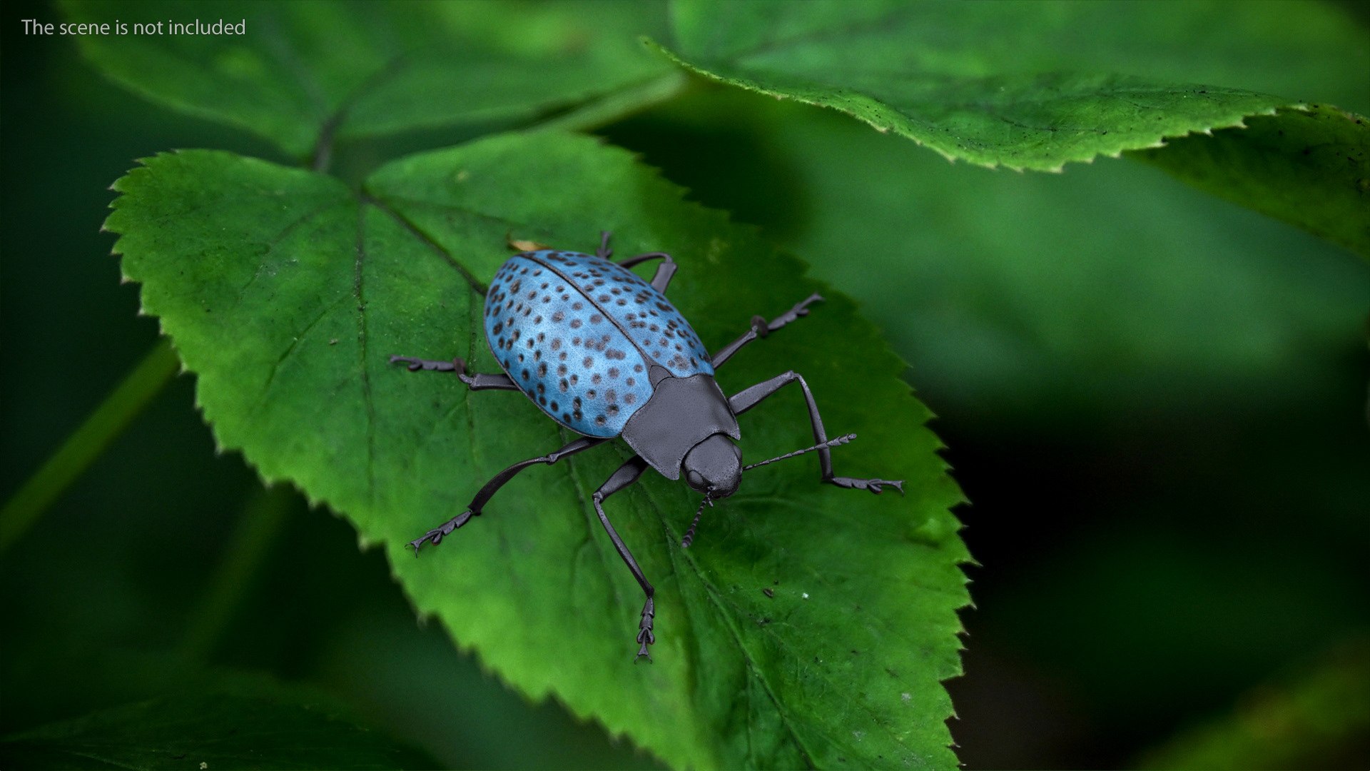 3D Blue Pleasing Fungus Beetle - TurboSquid 2296386