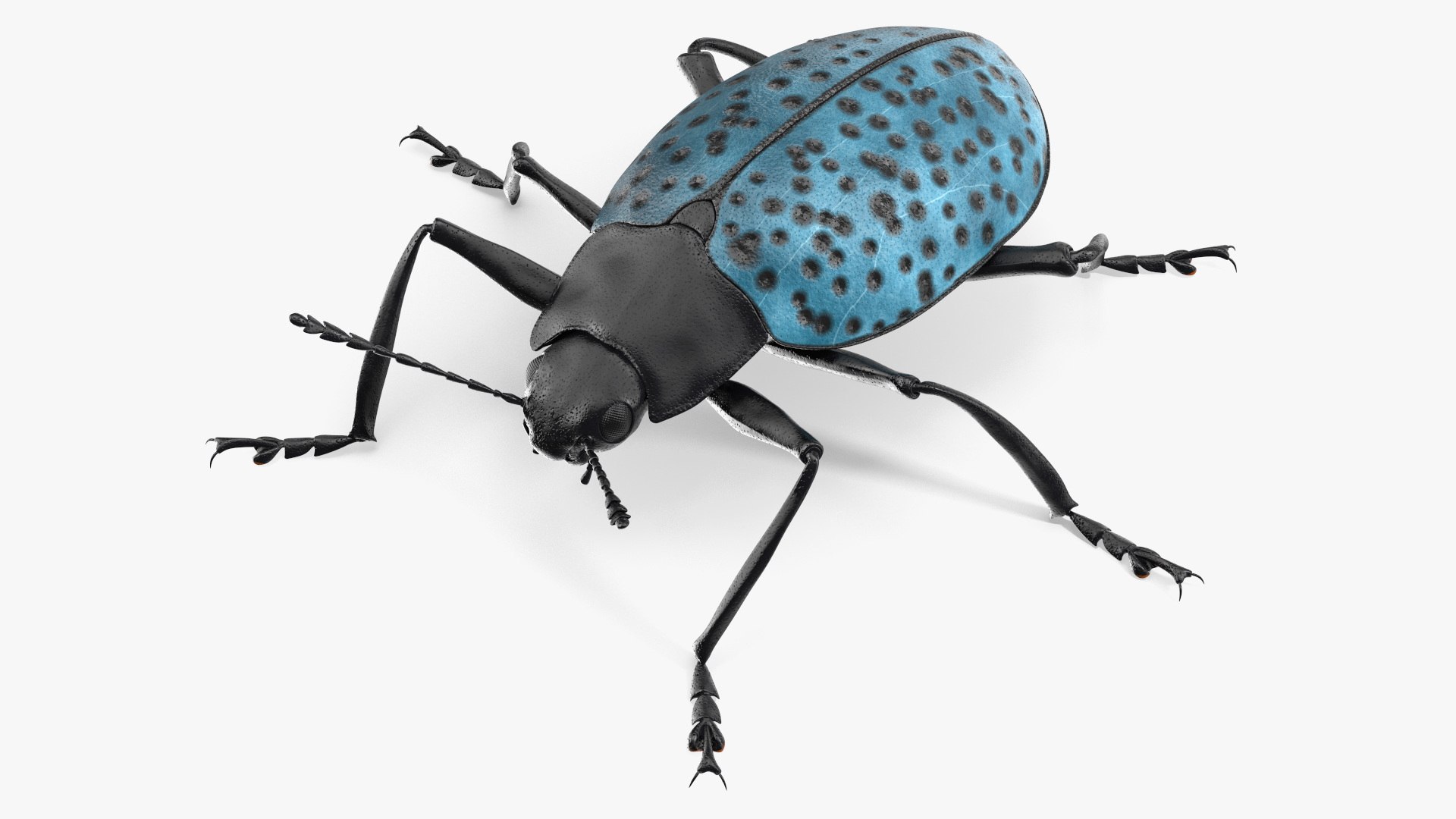 3D Blue Pleasing Fungus Beetle - TurboSquid 2296386