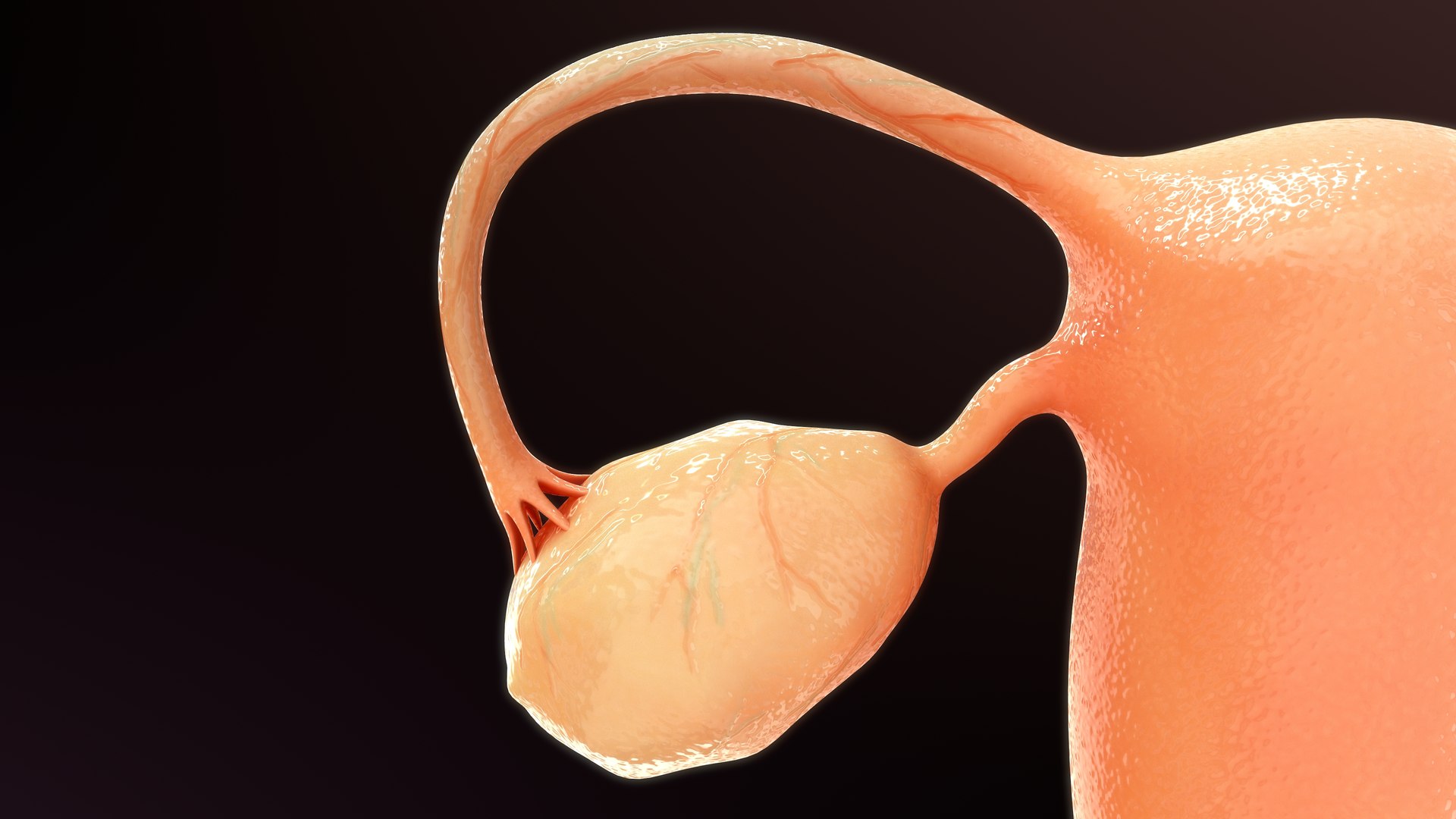 Female Reproductive System 3D Model - TurboSquid 2319979