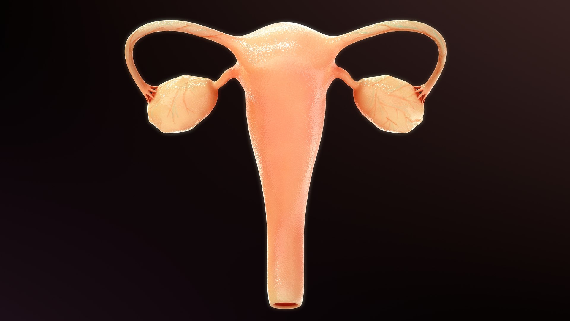 Female Reproductive System 3D Model - TurboSquid 2319979