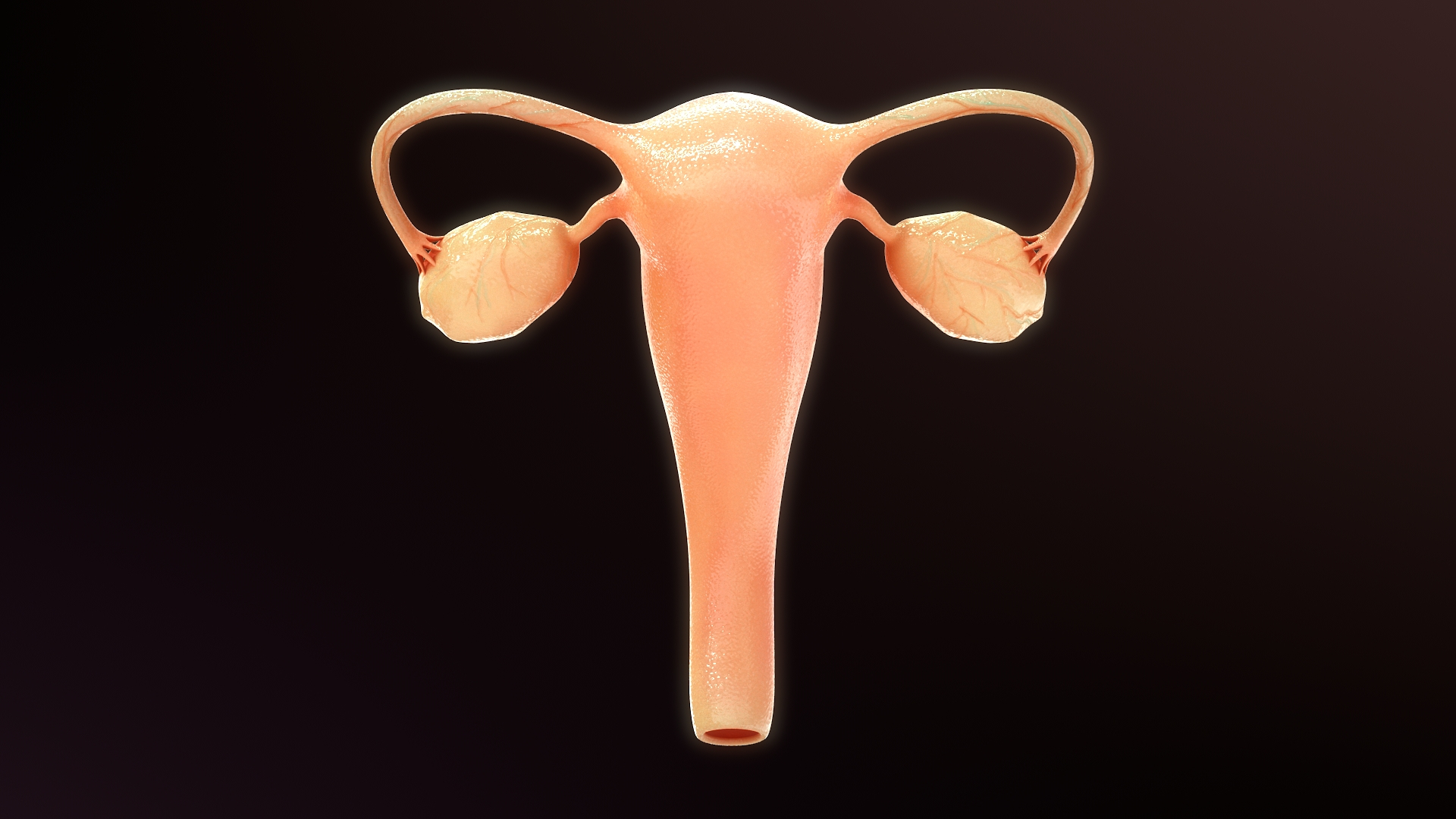 Female Reproductive System 3D Model - TurboSquid 2319979
