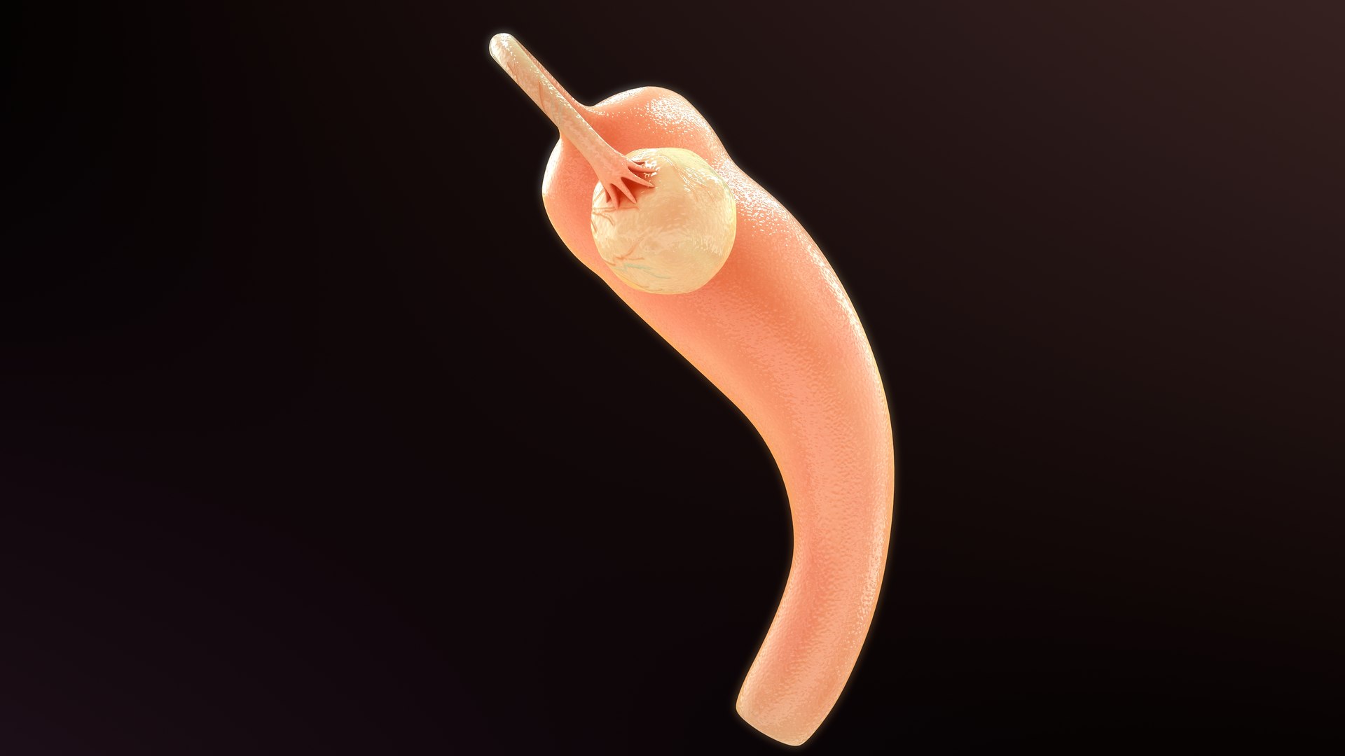 Female Reproductive System 3D Model - TurboSquid 2319979