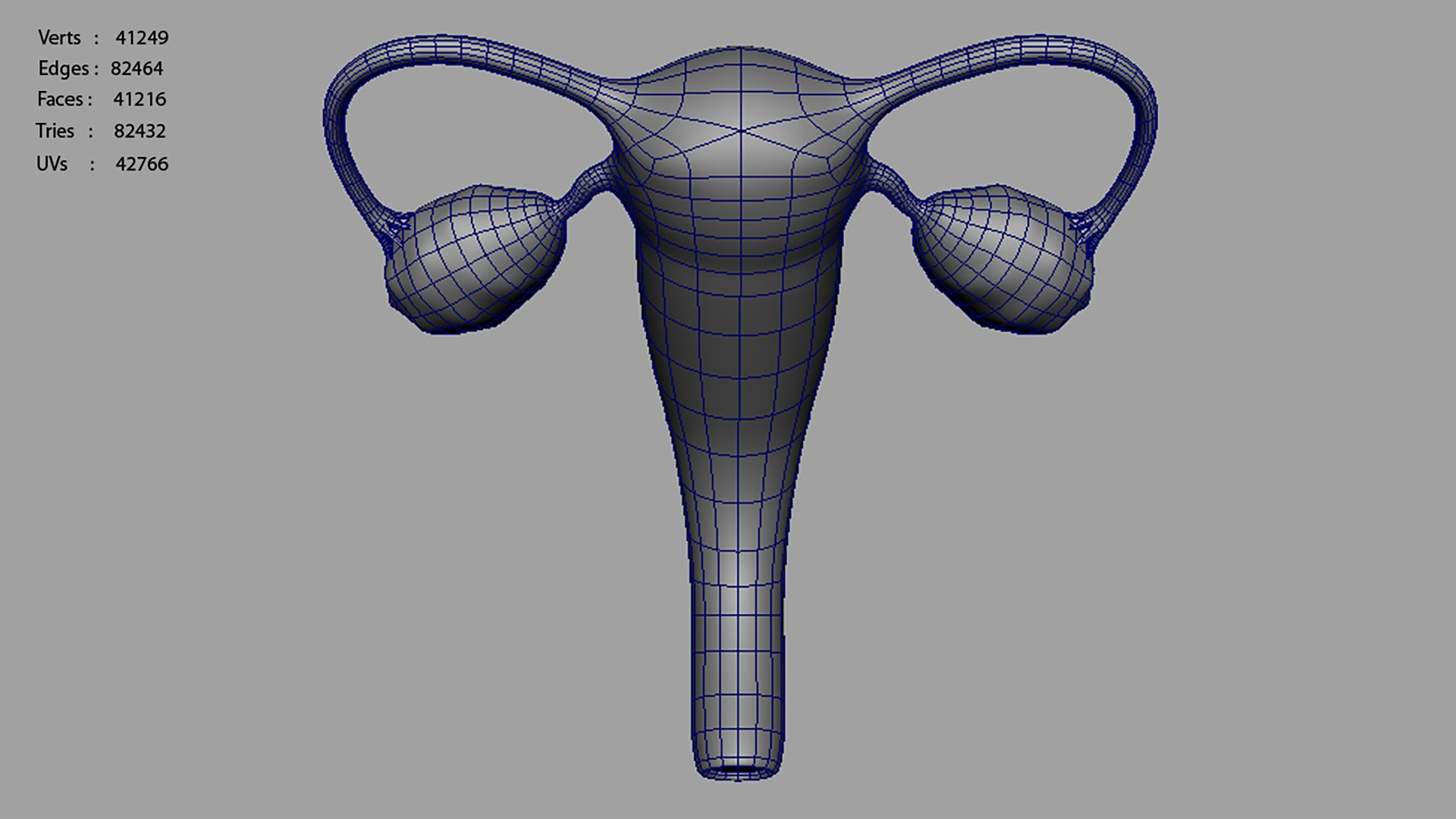 Female Reproductive System 3D Model - TurboSquid 2319979