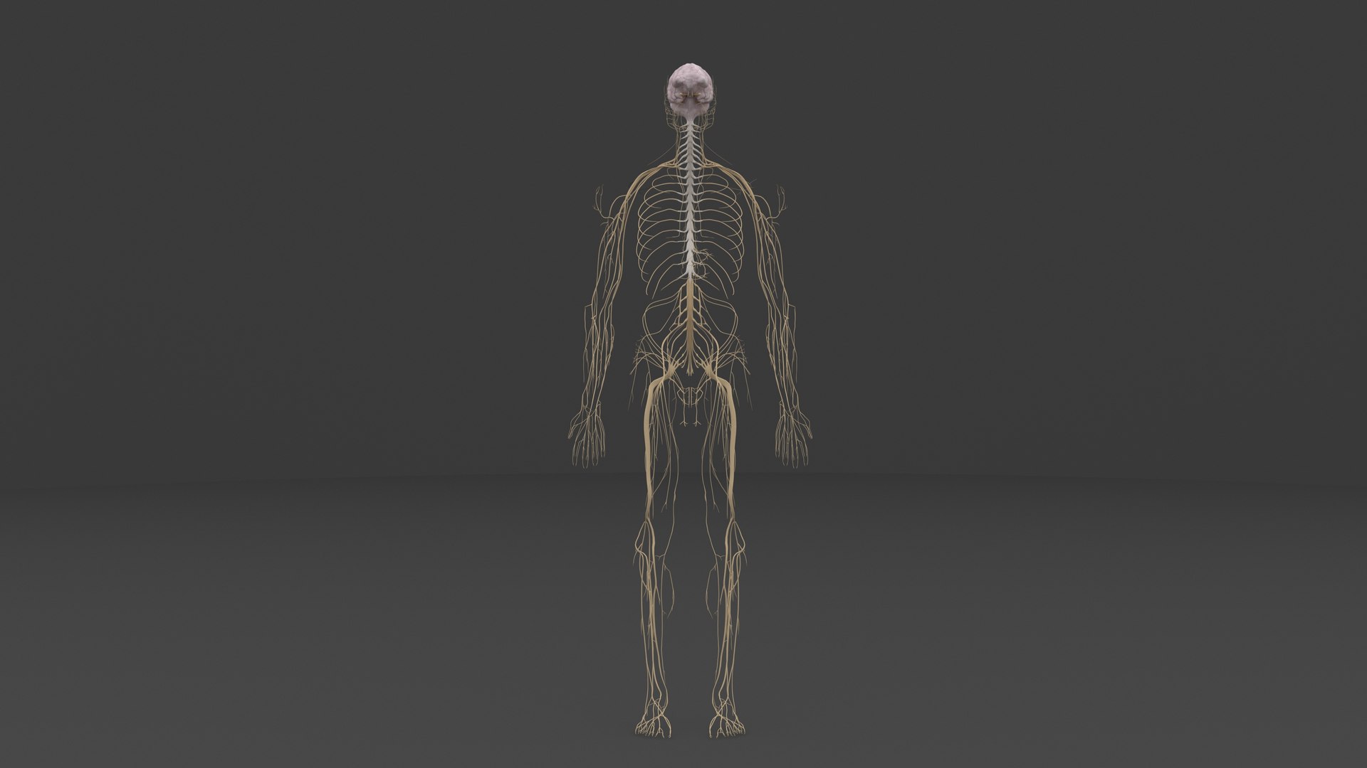 3D model Complete Human Anatomy Body - Full Male-Female includes all ...