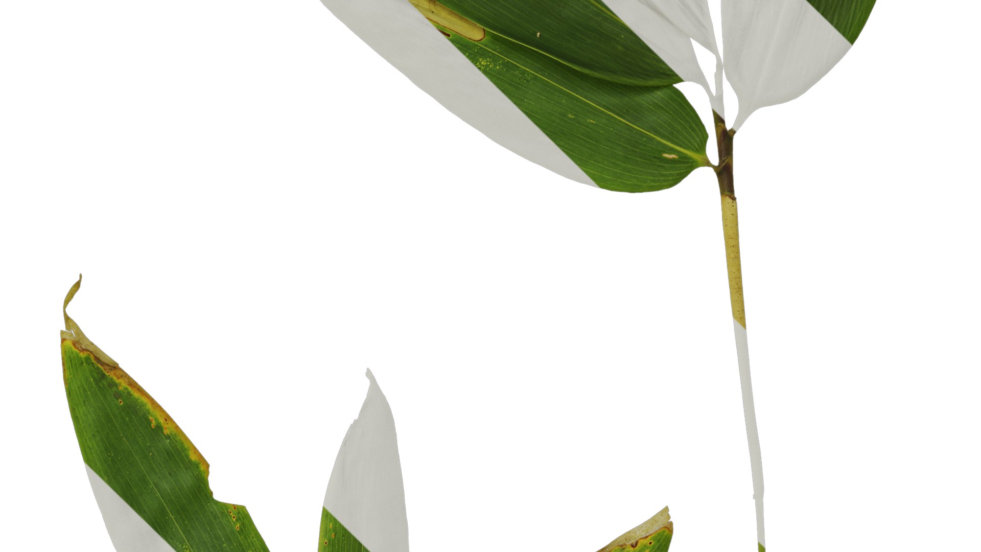 3D Model Anydrafts Sasa Pygmaea Atlas 01 Textures - TurboSquid 2345479