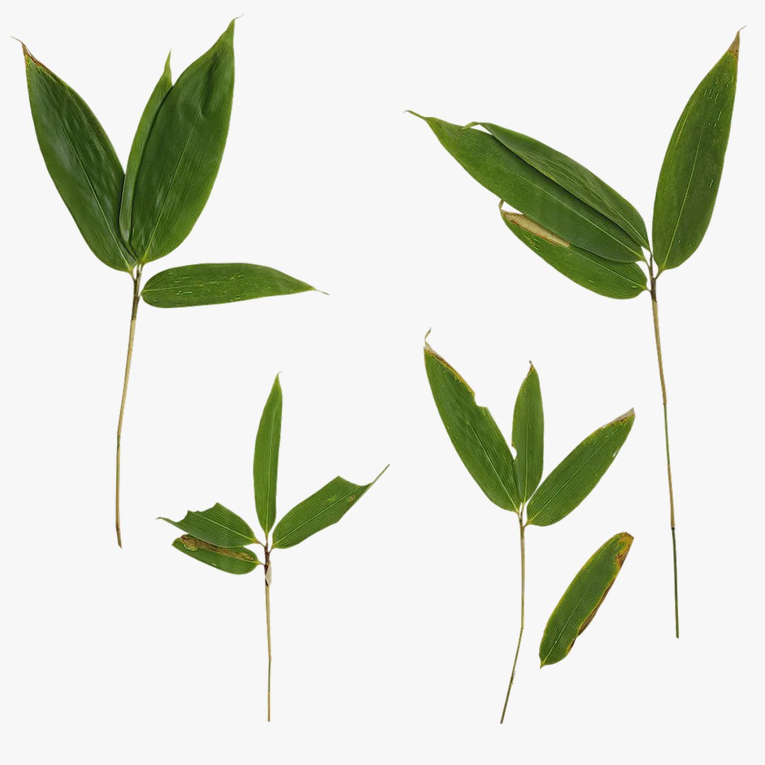 3D Model Anydrafts Sasa Pygmaea Atlas 01 Textures - TurboSquid 2345479