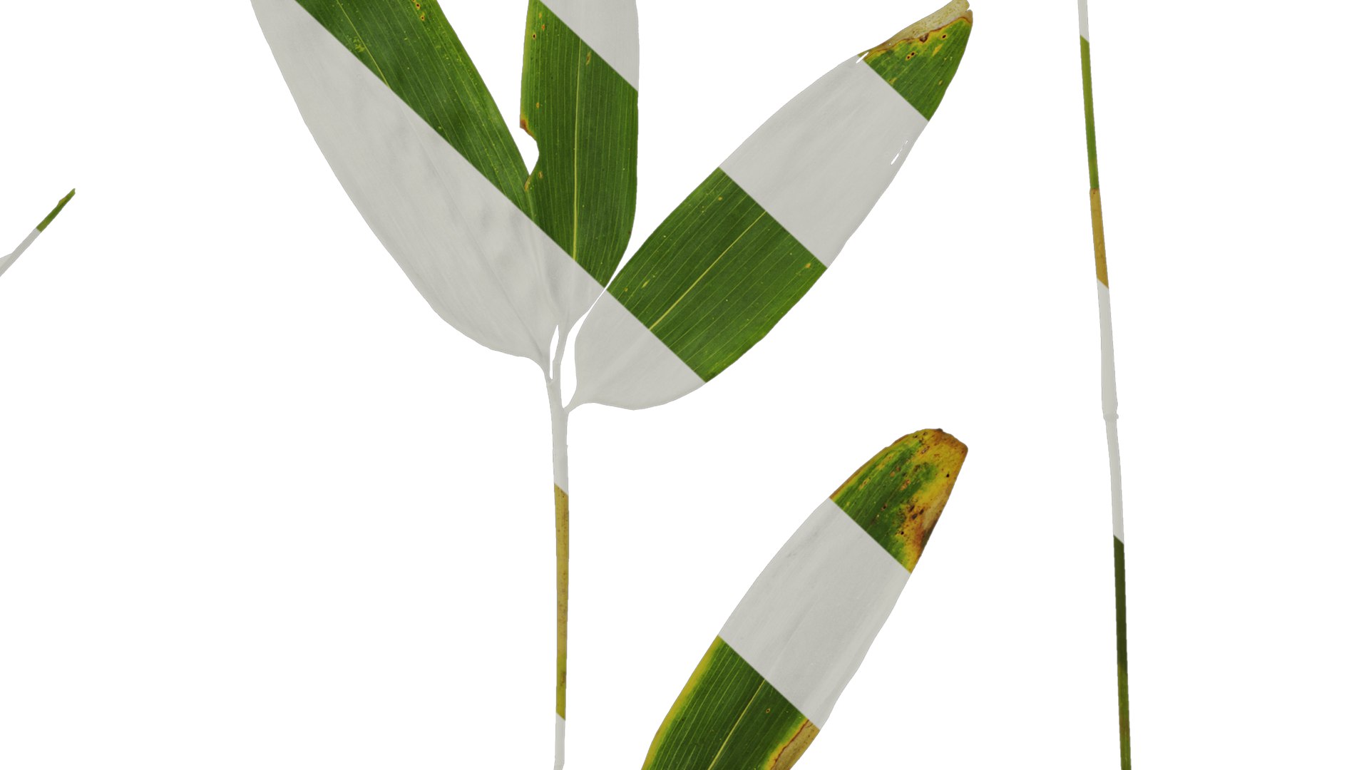 3D Model Anydrafts Sasa Pygmaea Atlas 01 Textures - TurboSquid 2345479