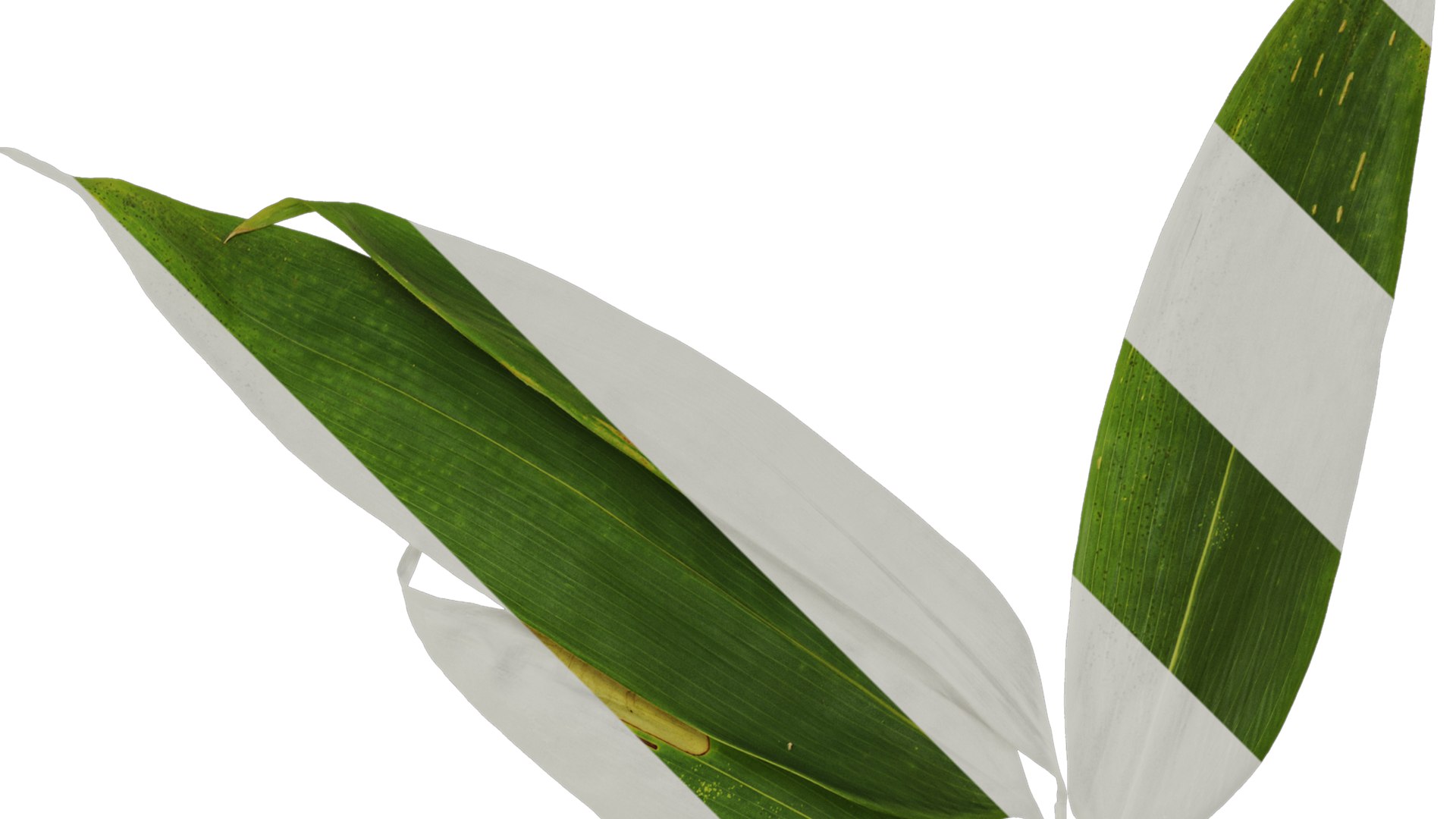 3D Model Anydrafts Sasa Pygmaea Atlas 01 Textures - TurboSquid 2345479