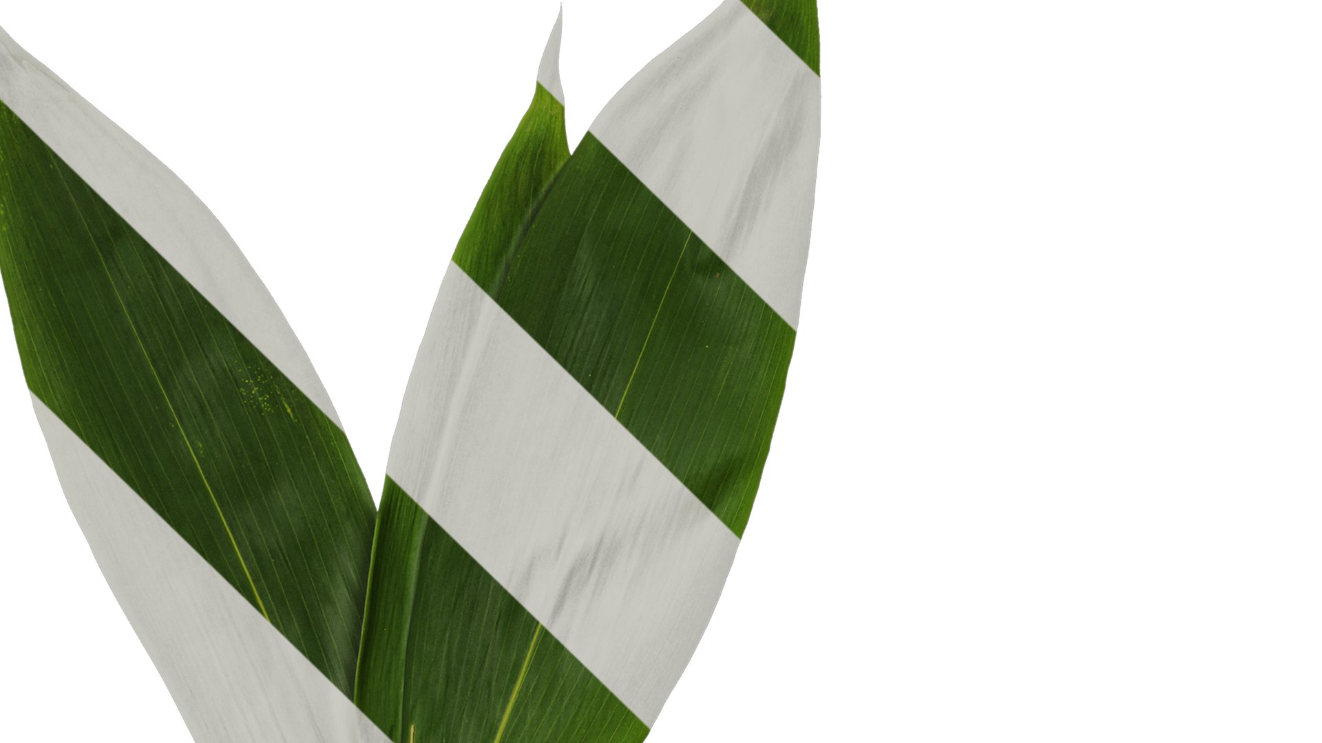 3D Model Anydrafts Sasa Pygmaea Atlas 01 Textures - TurboSquid 2345479