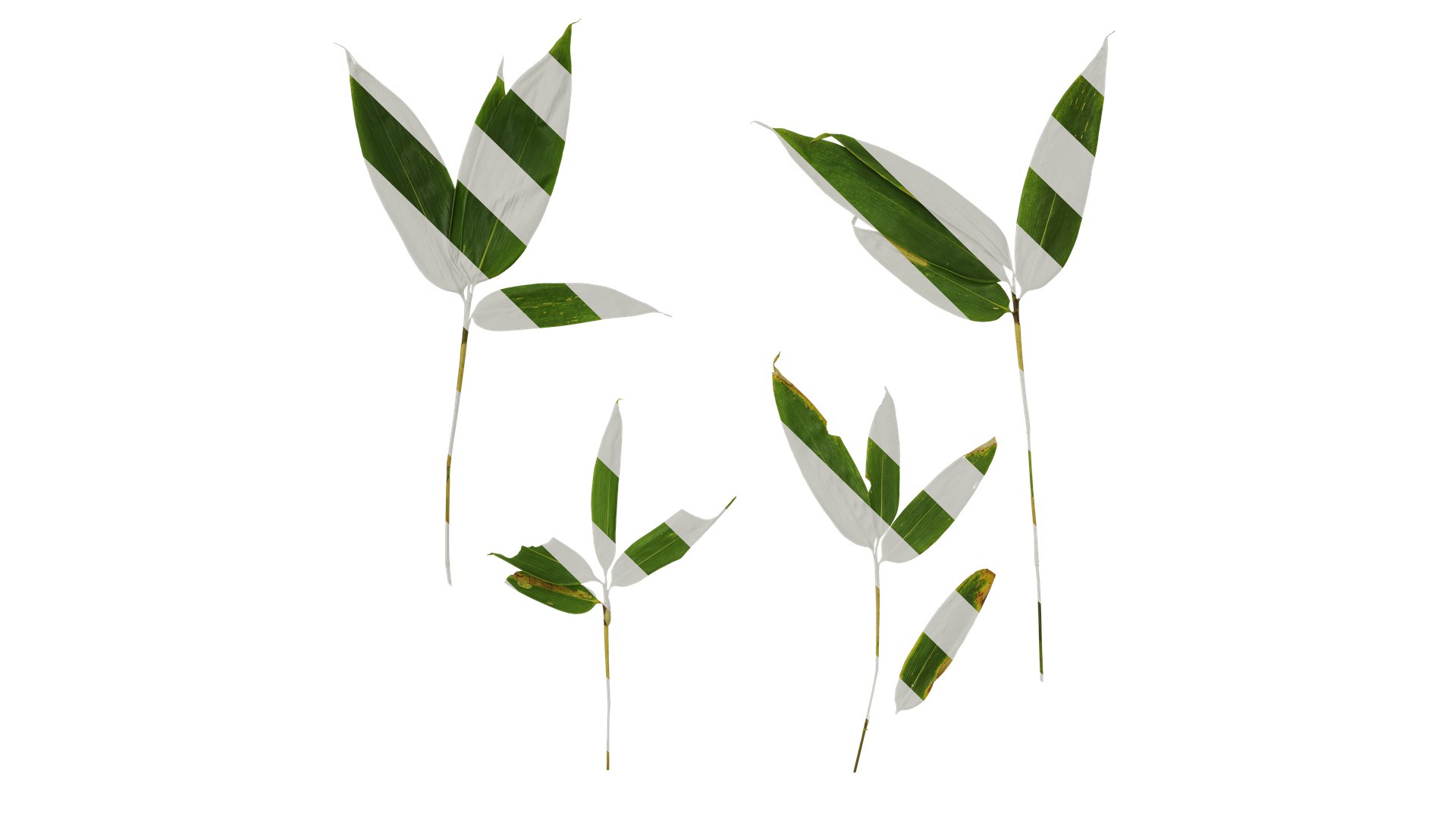 3D Model Anydrafts Sasa Pygmaea Atlas 01 Textures - TurboSquid 2345479