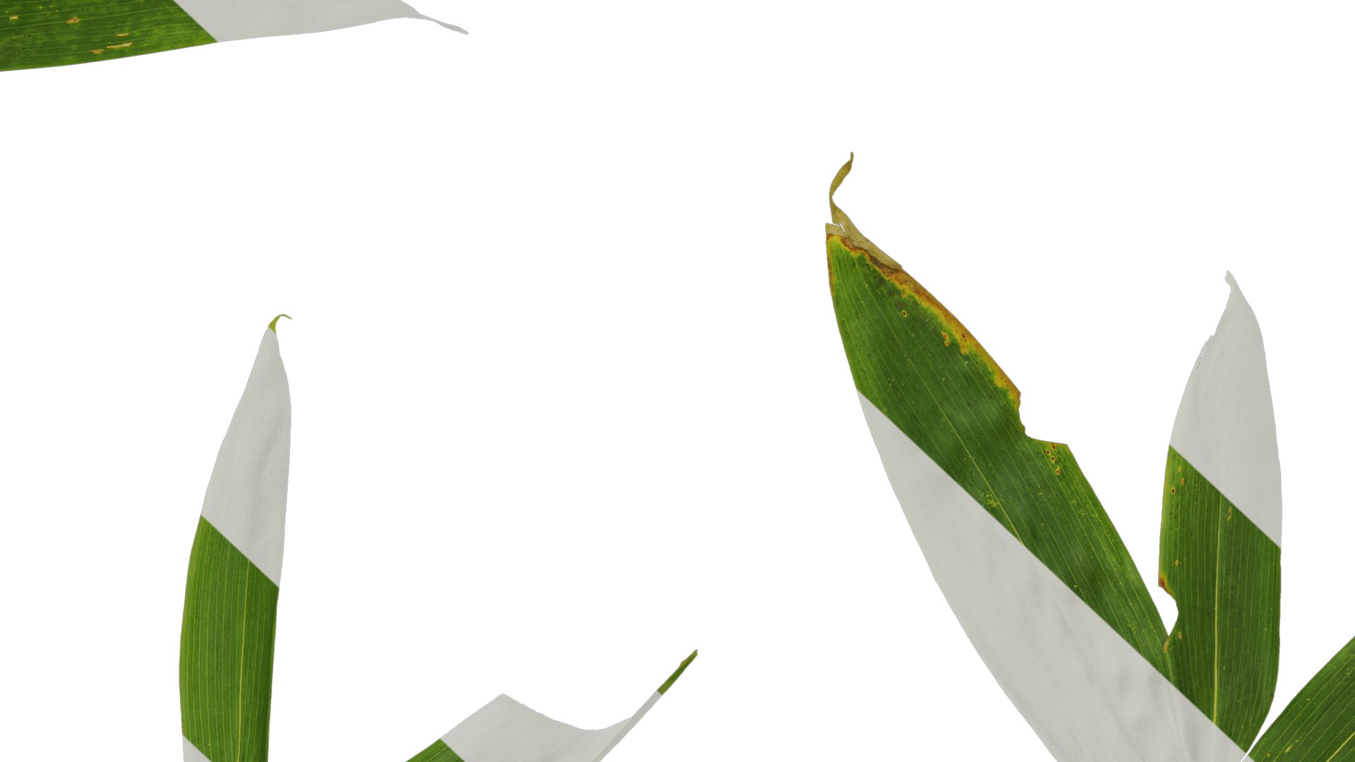 3D Model Anydrafts Sasa Pygmaea Atlas 01 Textures - TurboSquid 2345479