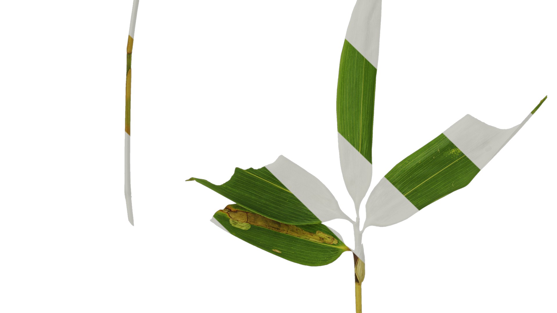 3D Model Anydrafts Sasa Pygmaea Atlas 01 Textures - TurboSquid 2345479