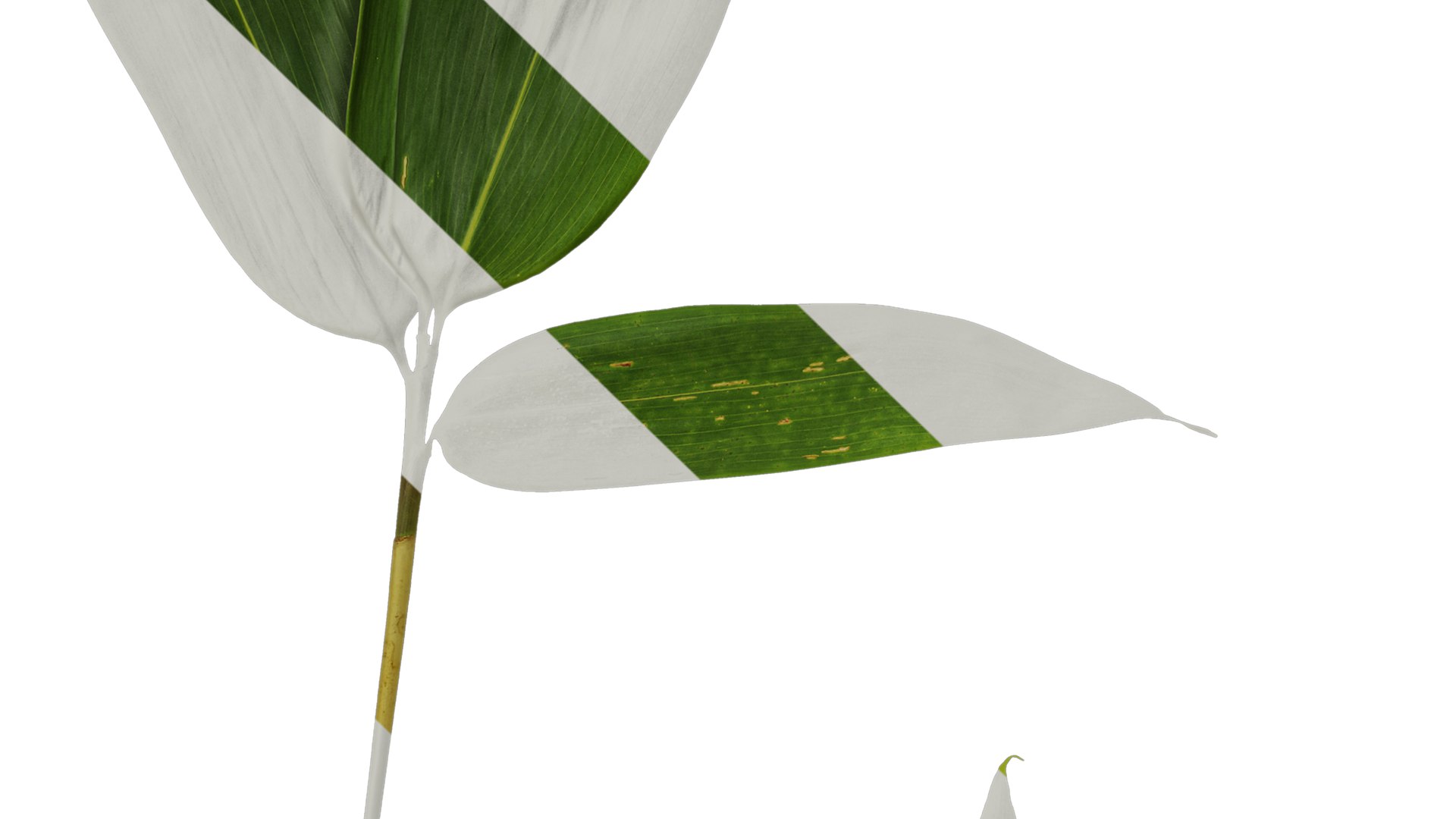 3D Model Anydrafts Sasa Pygmaea Atlas 01 Textures - TurboSquid 2345479