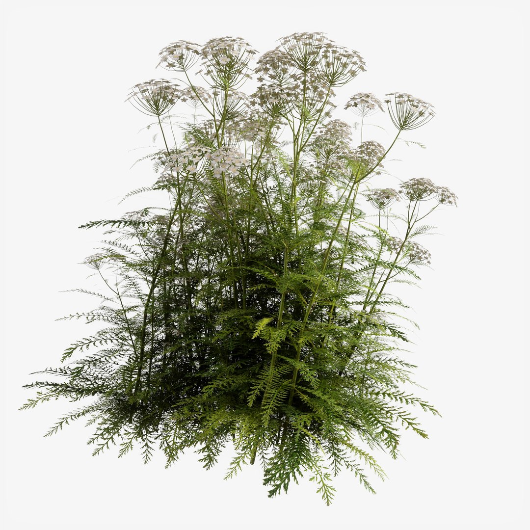 Common Yarrow Plant Achillea Millefolium Fstorm 3D Model - TurboSquid ...