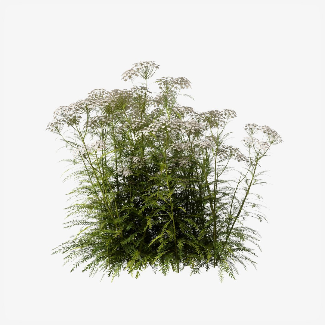 Common Yarrow Plant Achillea Millefolium Fstorm 3D Model - TurboSquid ...