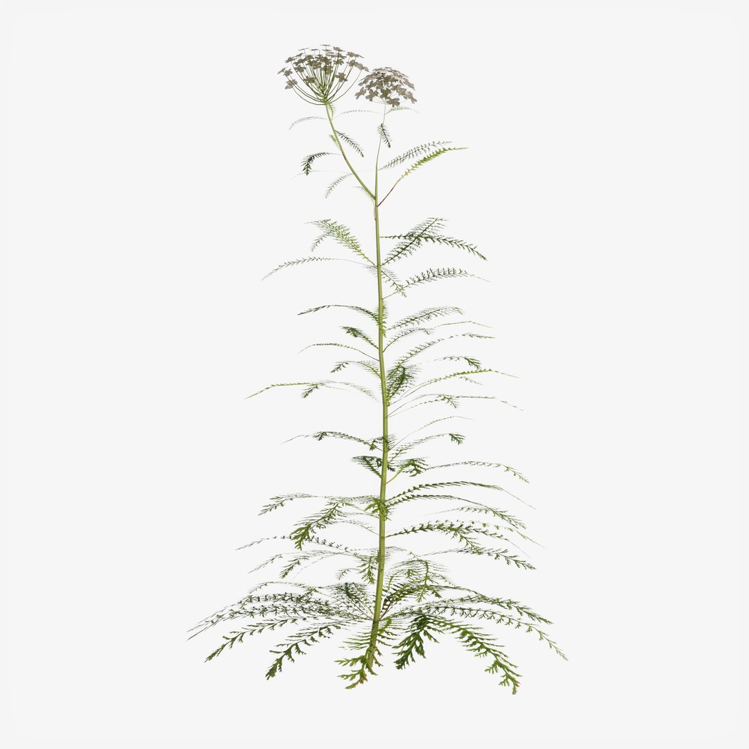 Common Yarrow Plant Achillea Millefolium Fstorm 3D Model - TurboSquid ...
