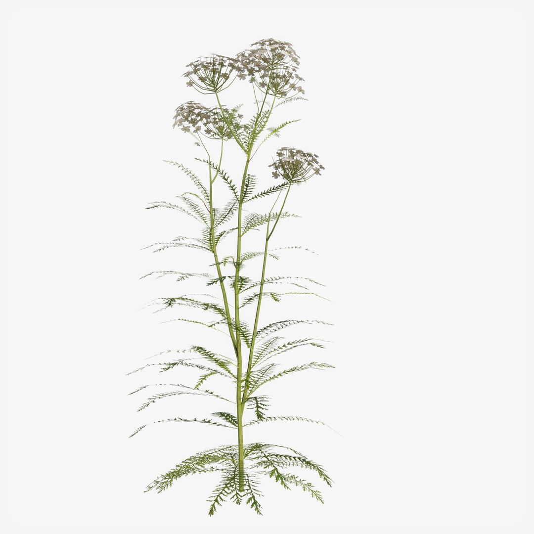 Common Yarrow Plant Achillea Millefolium Fstorm 3D Model - TurboSquid 2087934