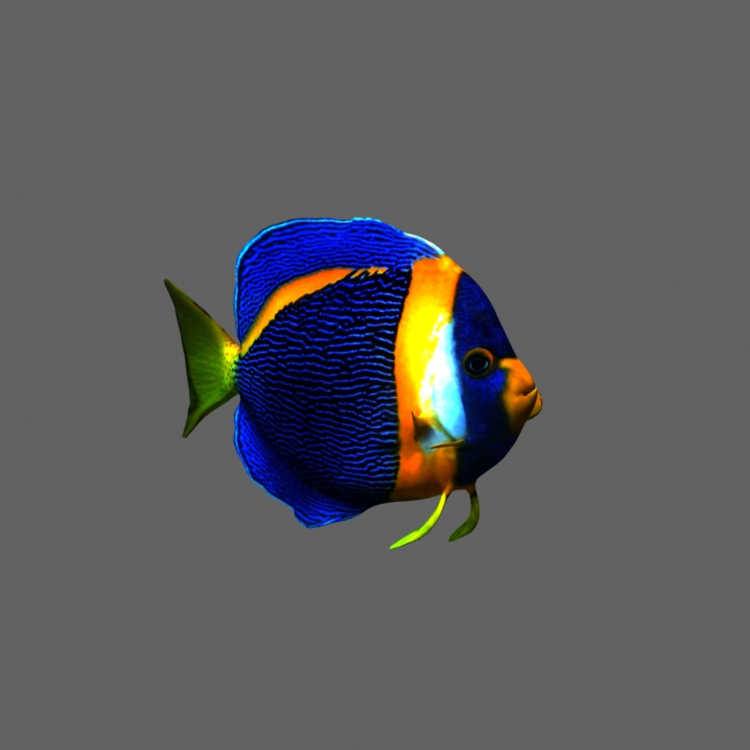3d Model Scribbled Angelfish Realistic Animation