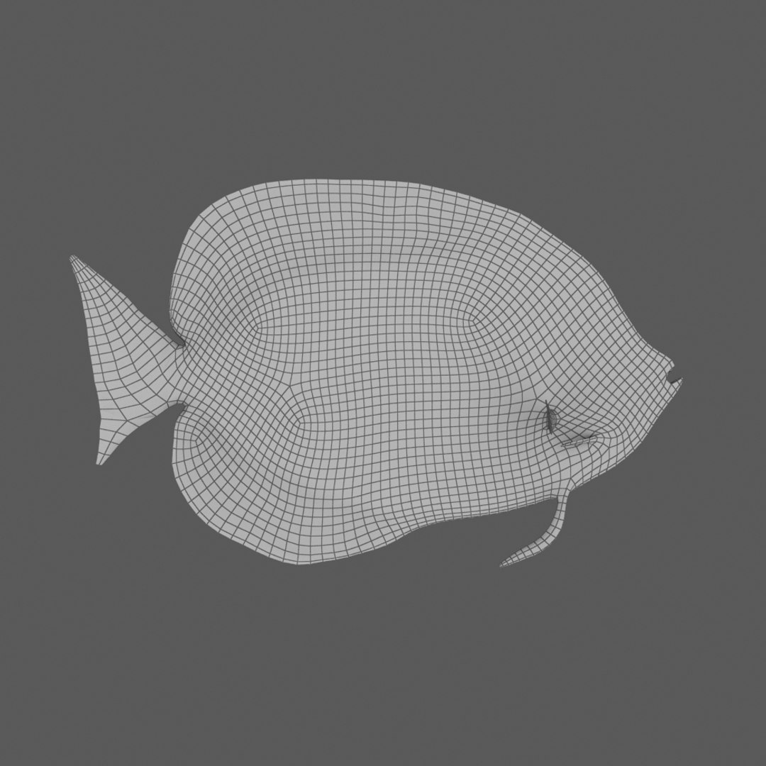 3d Model Scribbled Angelfish Realistic Animation