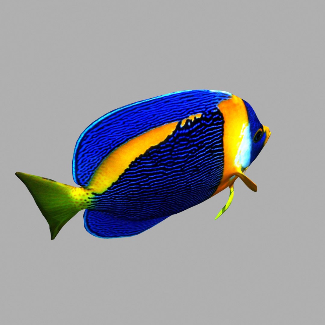 3d Model Scribbled Angelfish Realistic Animation