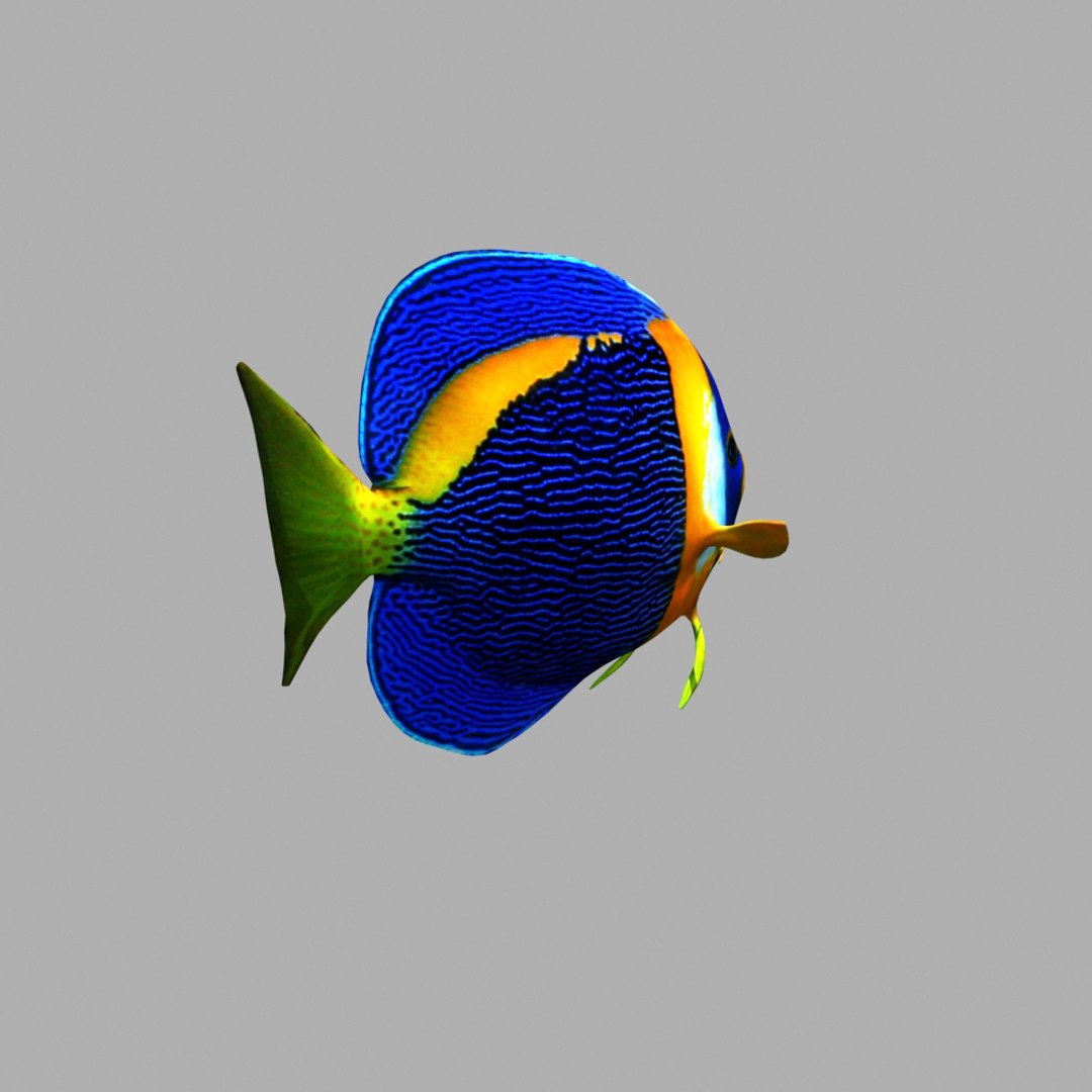 3d Model Scribbled Angelfish Realistic Animation
